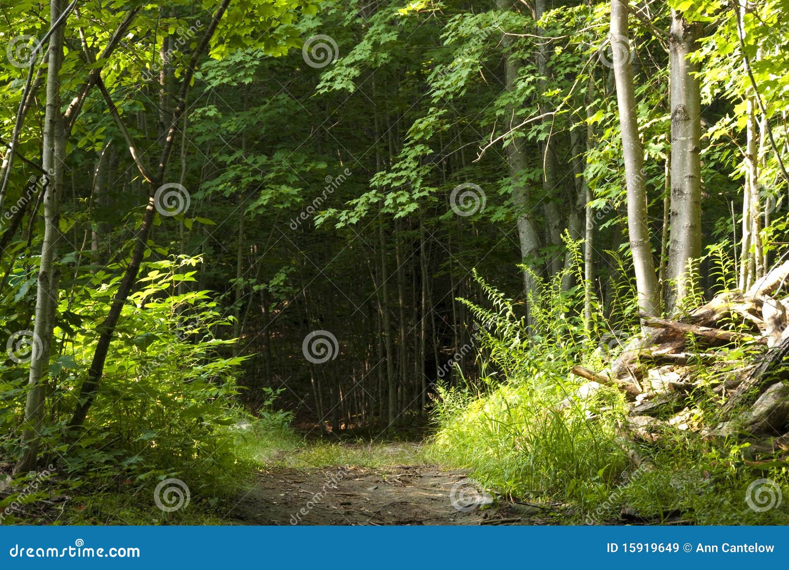 Entrance into a Dark Forest Stock Image - Image of foridding ...