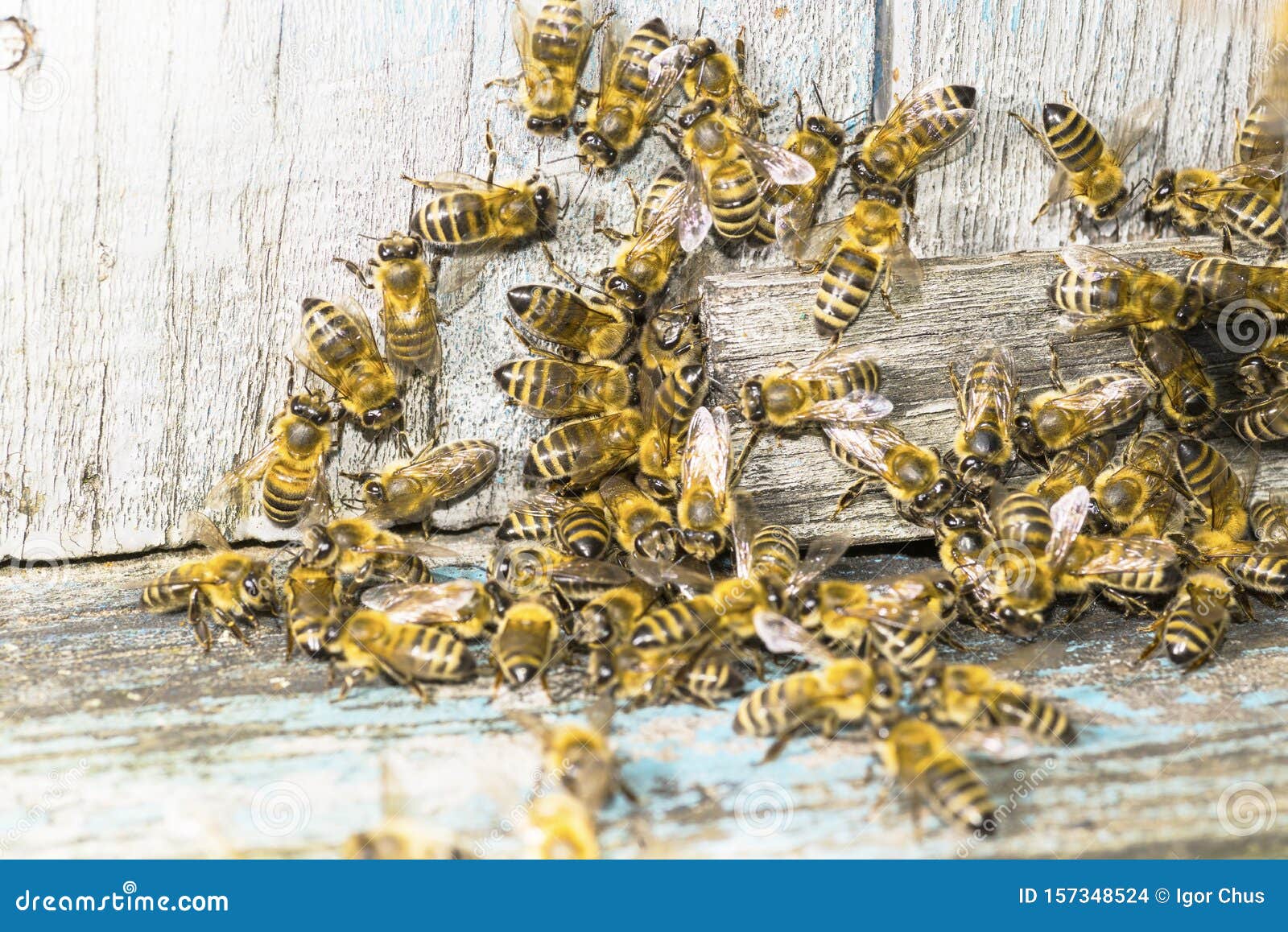 Entrance To the Bee Hive, Ukraine. Stock Photo - Image of bees ...