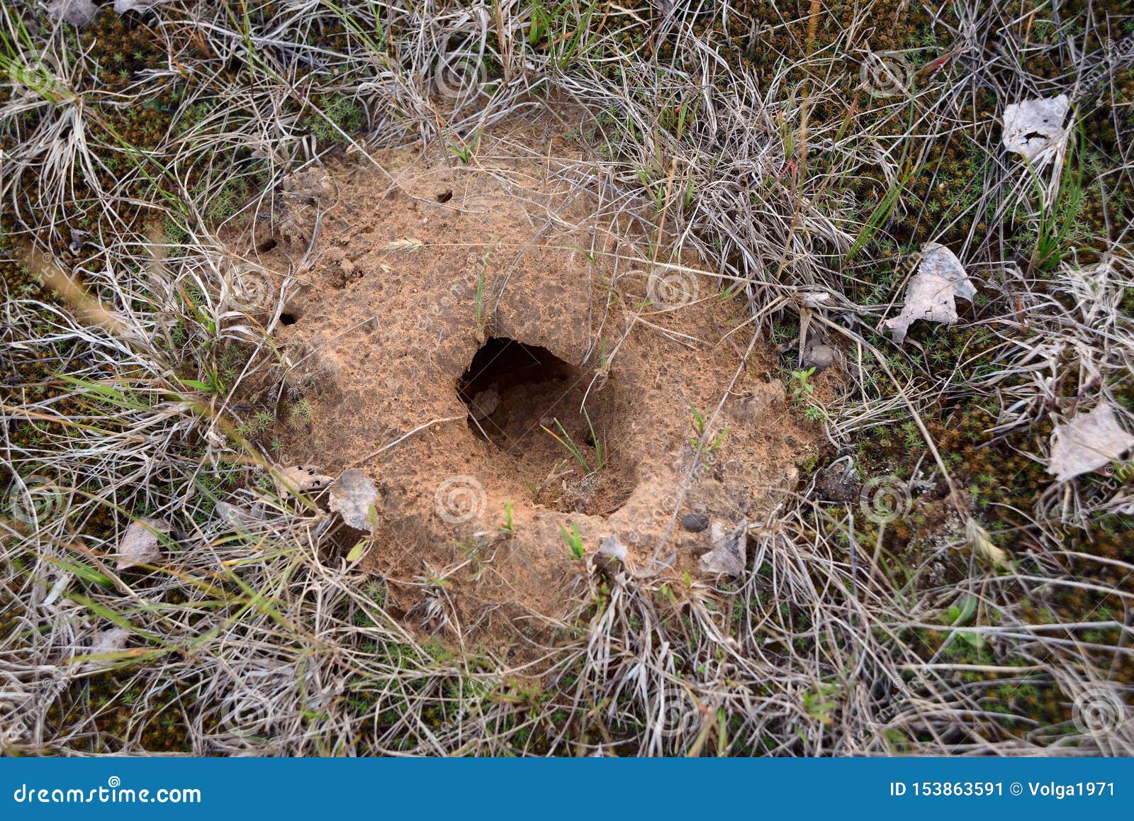 Mole hole stock image. Image of ground, mound, circle - 153863591