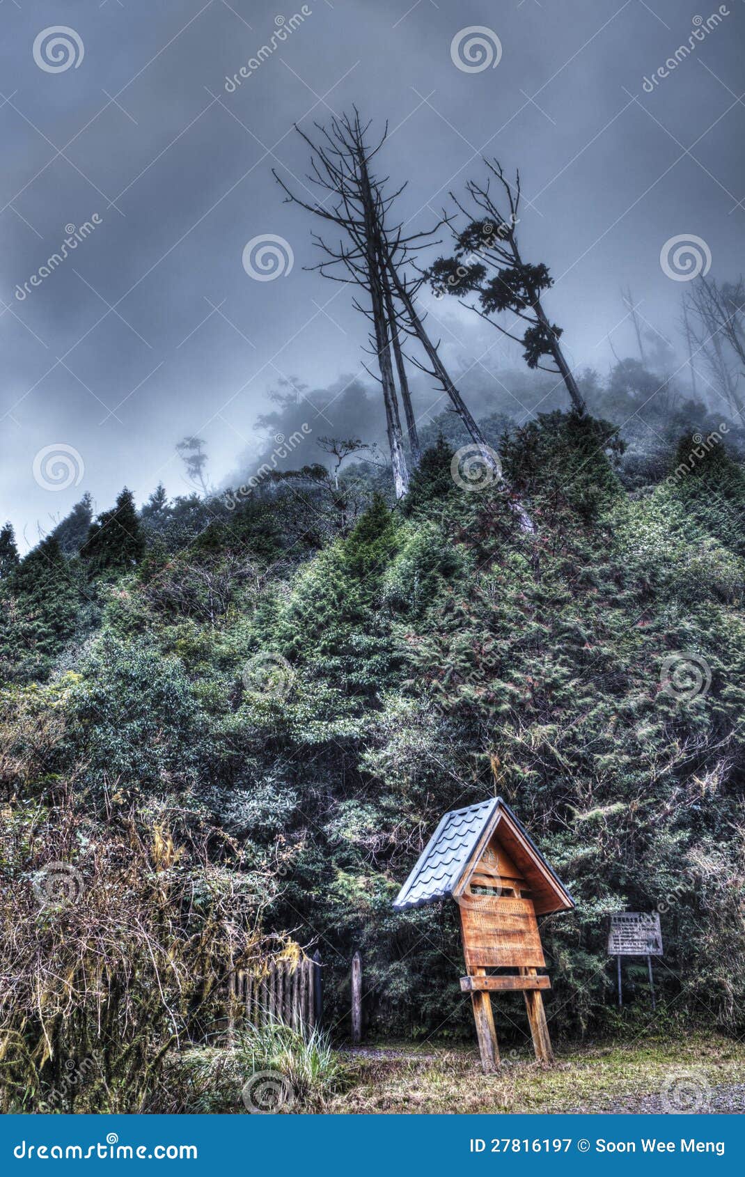 Entrance To Native Cypress Forest in Taiwan Stock Image - Image of ...