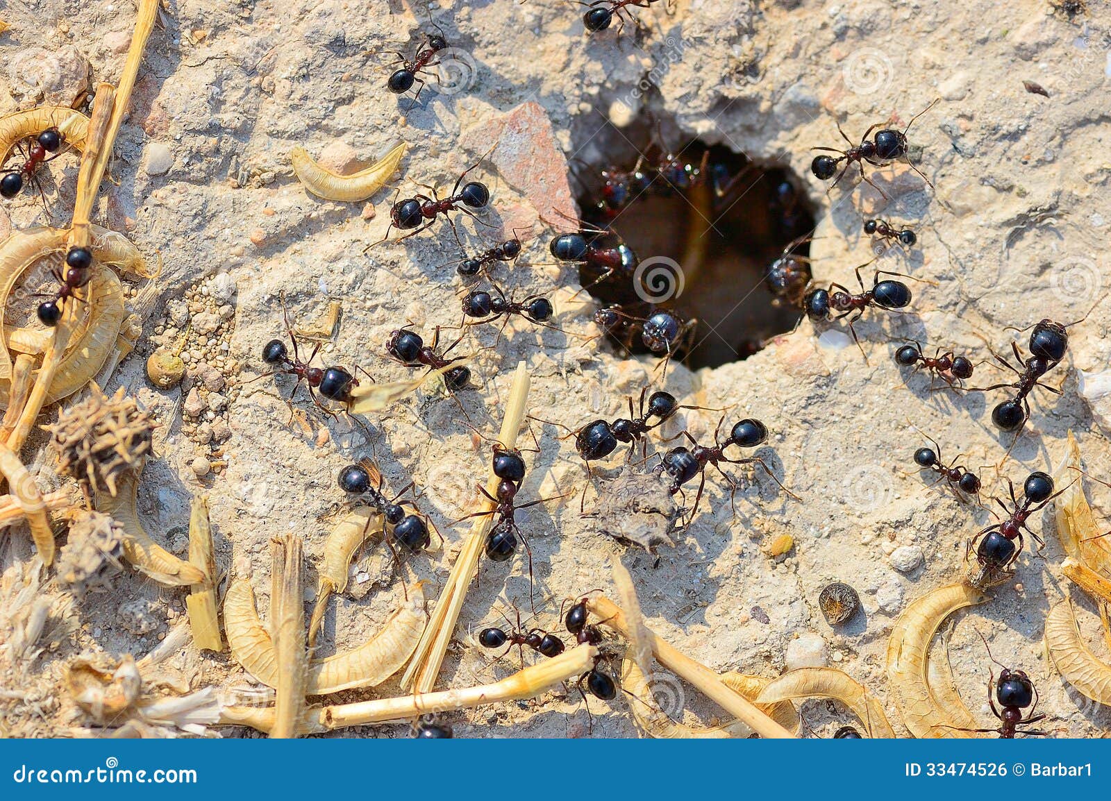 Entrance To the Nest of Ants Stock Photo - Image of work, nest: 33474526