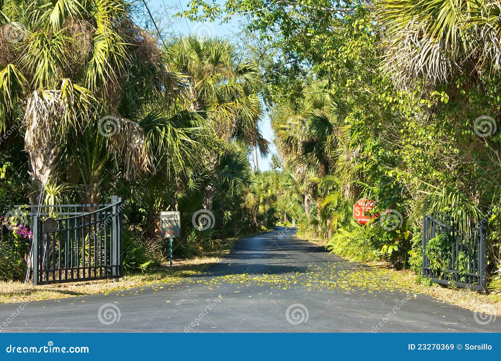 Entrance To Tropical Private Road Stock Image - Image of palm, trees ...