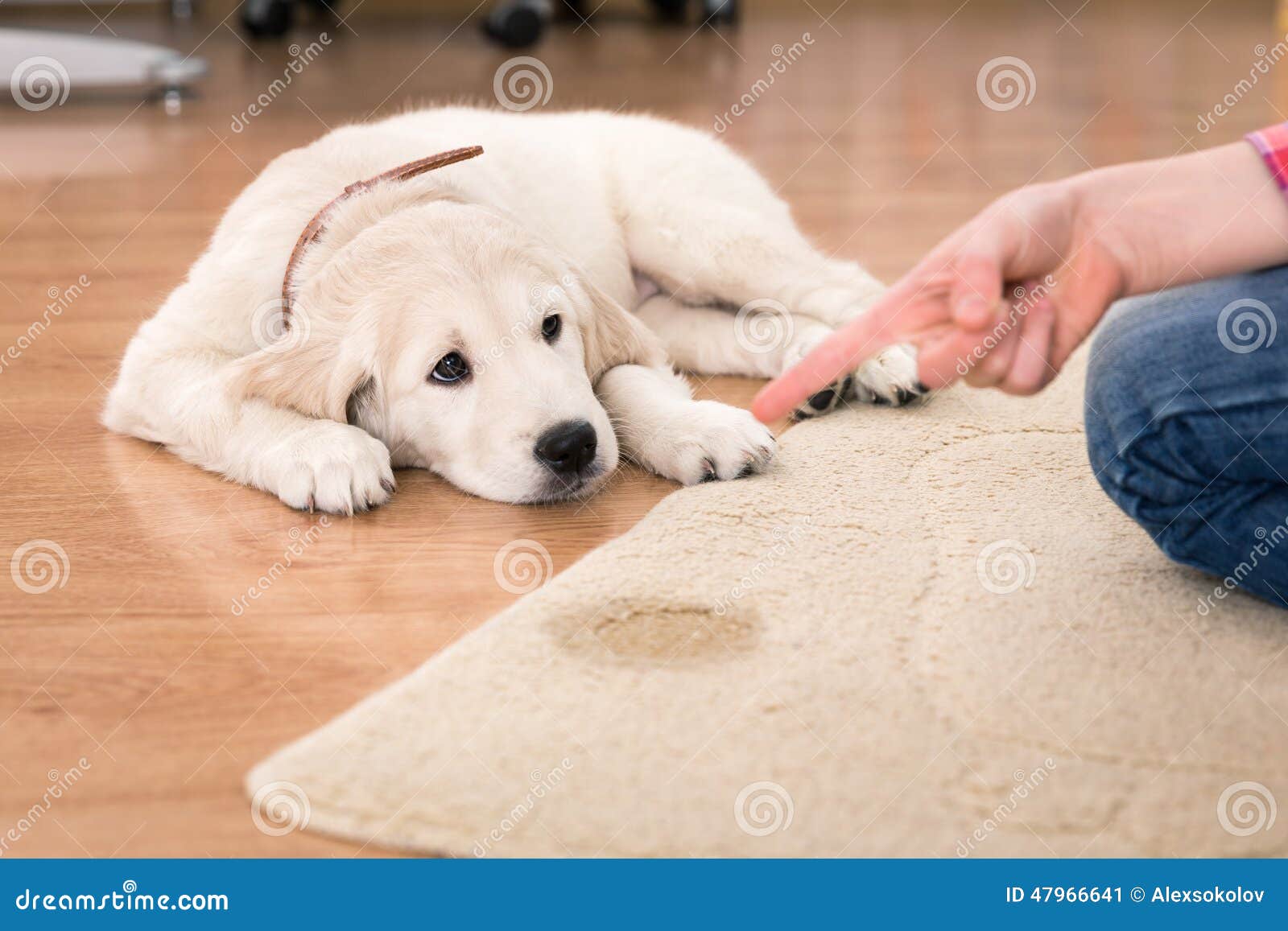 Entrenamiento De La Casa Del Perrito Culpable Imagen de archivo ...