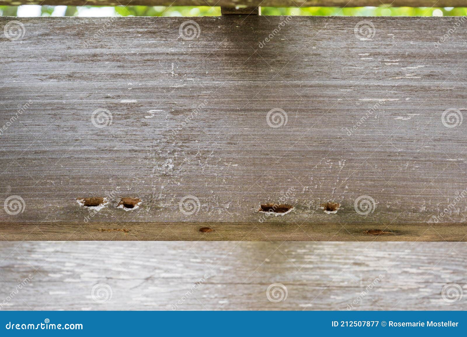 Entry Holes of Carpenter Bee Nesting Chambers Stock Image - Image of ...