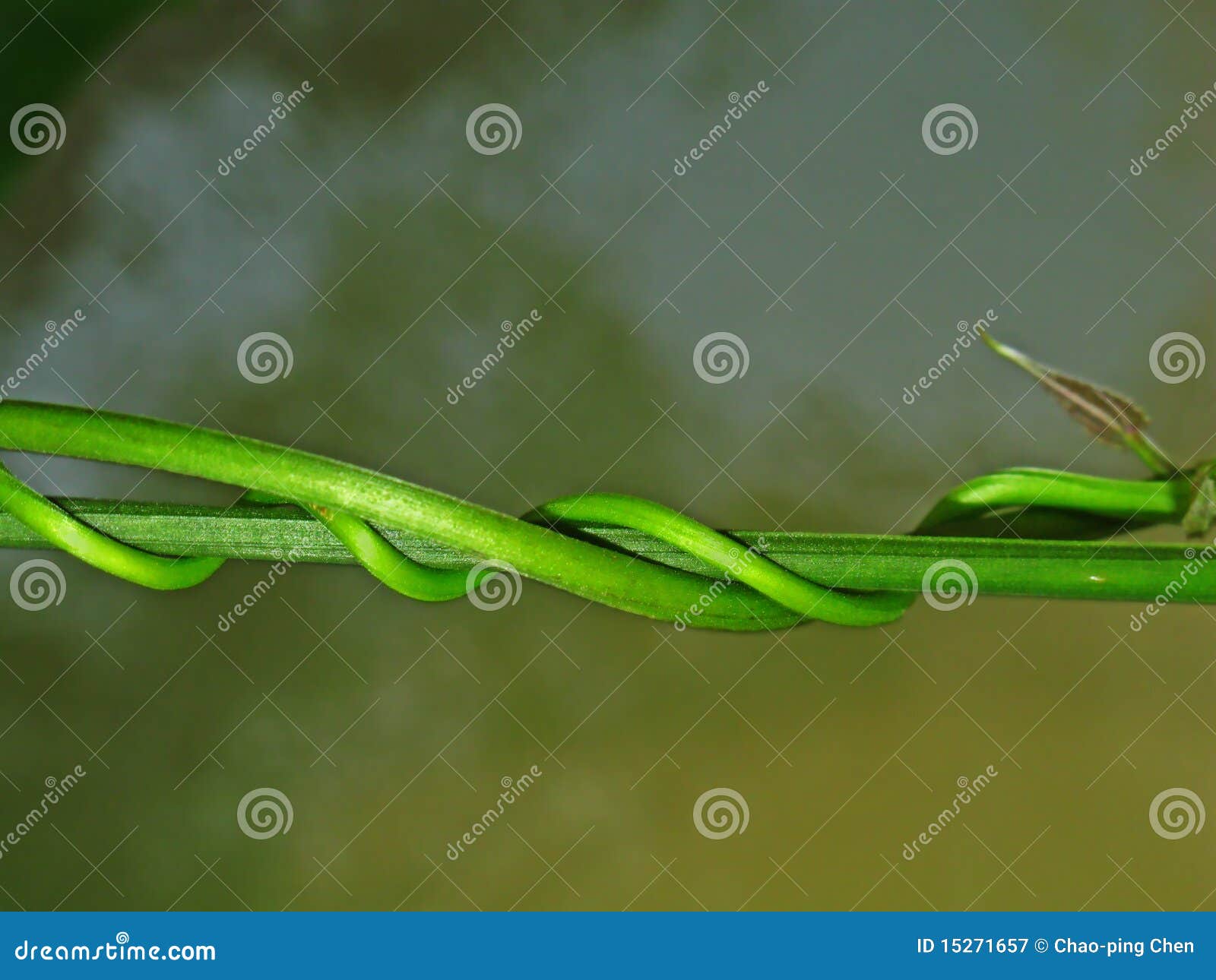 Entwined stock image. Image of green, plant, pond, stem - 15271657