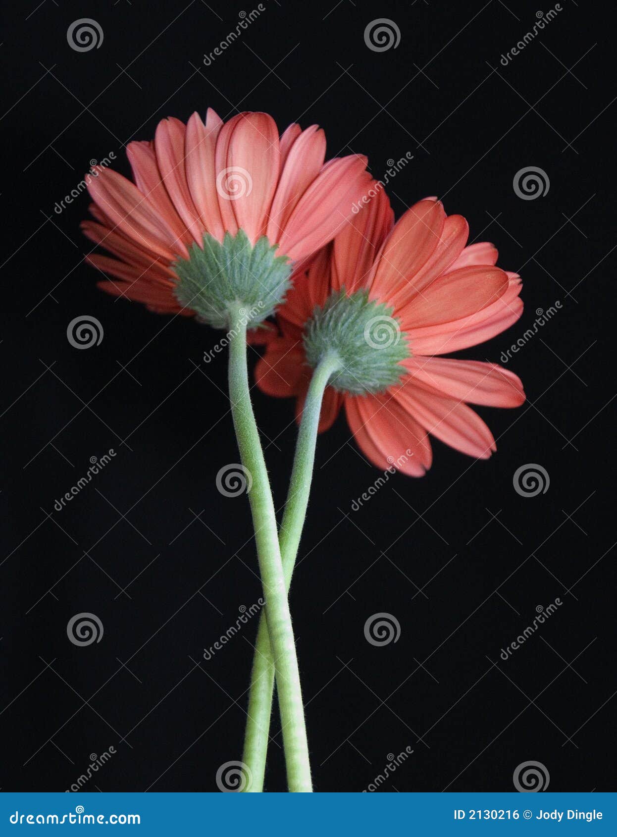 Entwined stock photo. Image of detail, details, gardening - 2130216