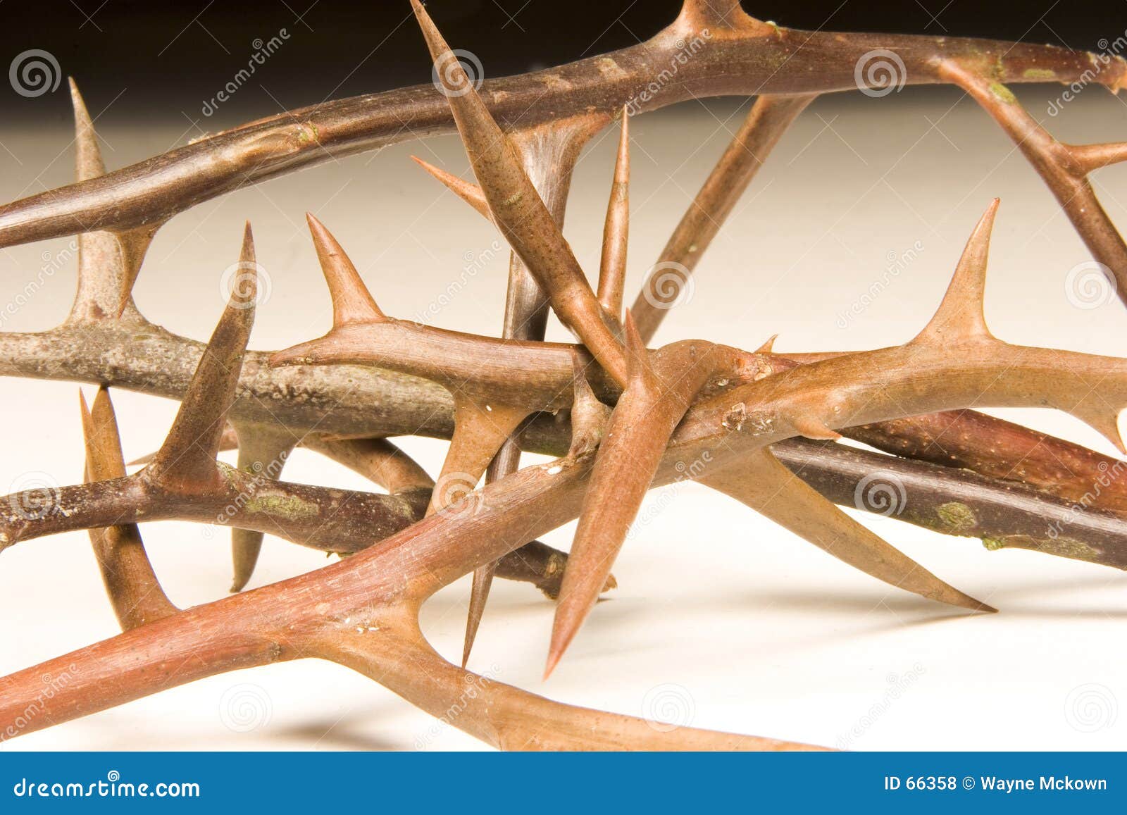 Entwined Black Loctus Thorns Stock Photo - Image of christianity ...