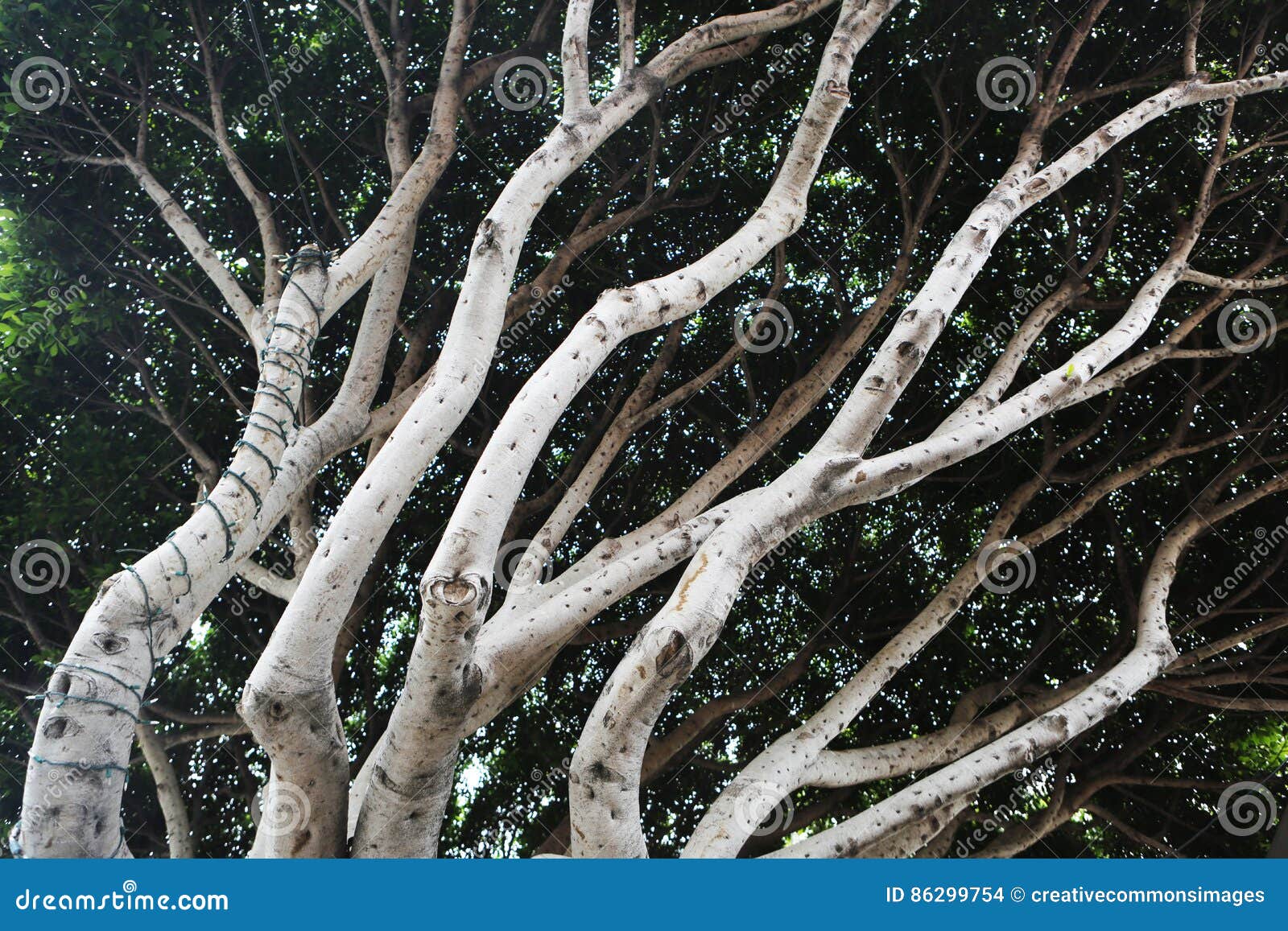 Entwined Trees Picture. Image: 86299754