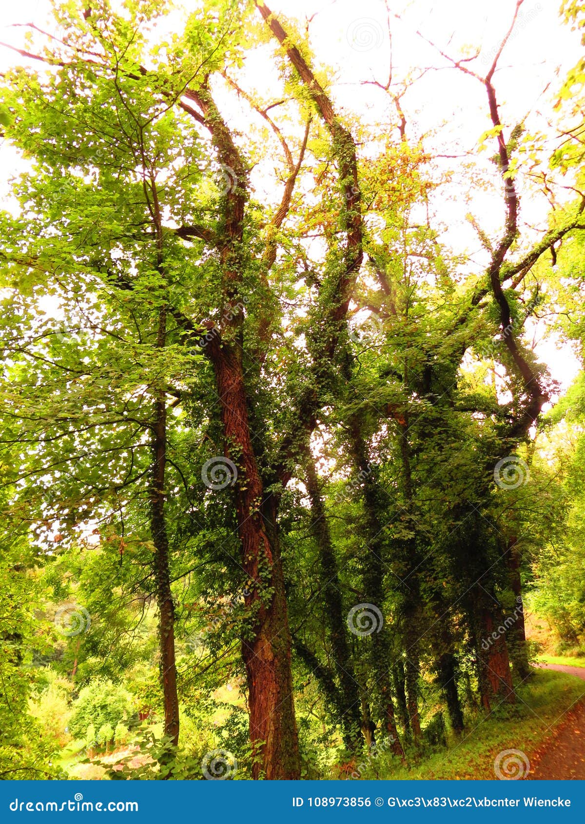 Entwined trees stock photo. Image of closely, bright - 108973856
