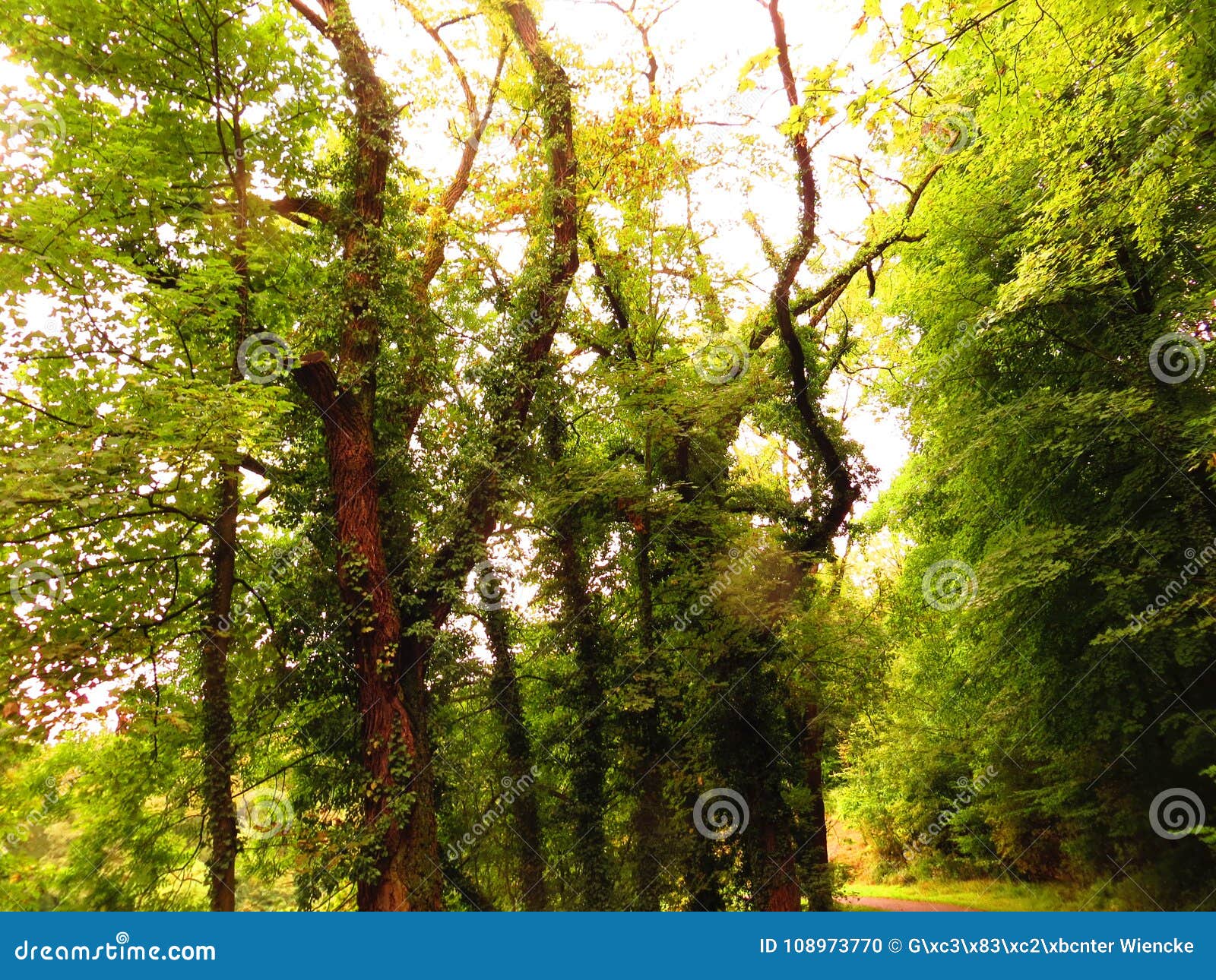 Entwined trees stock photo. Image of tree, green, nature - 108973770
