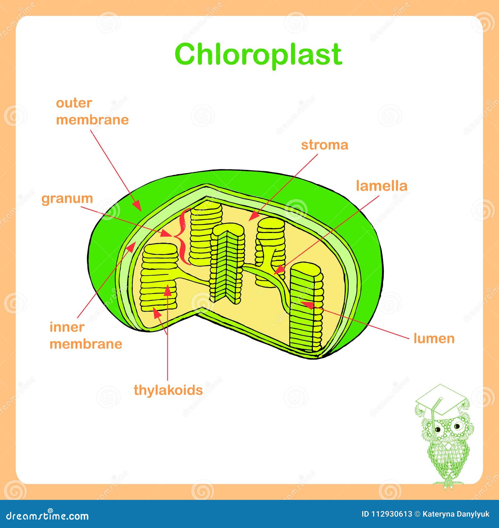 Entwurf Der Chloroplaststruktur Vektor Abbildung - Illustration von ...