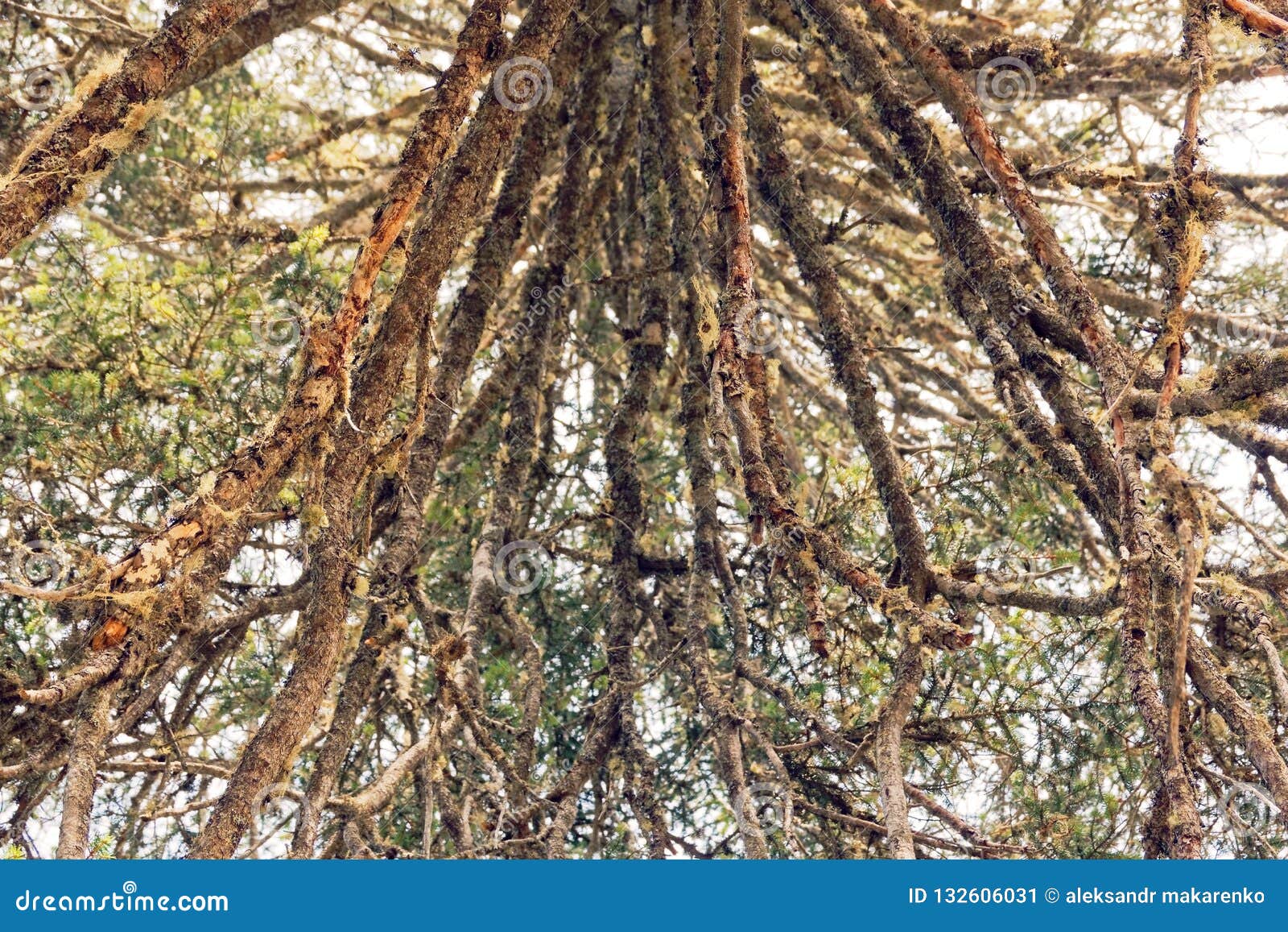 Envahi Avec Des Branches De Pin Arbuste Dense Dans Les Branches Image ...