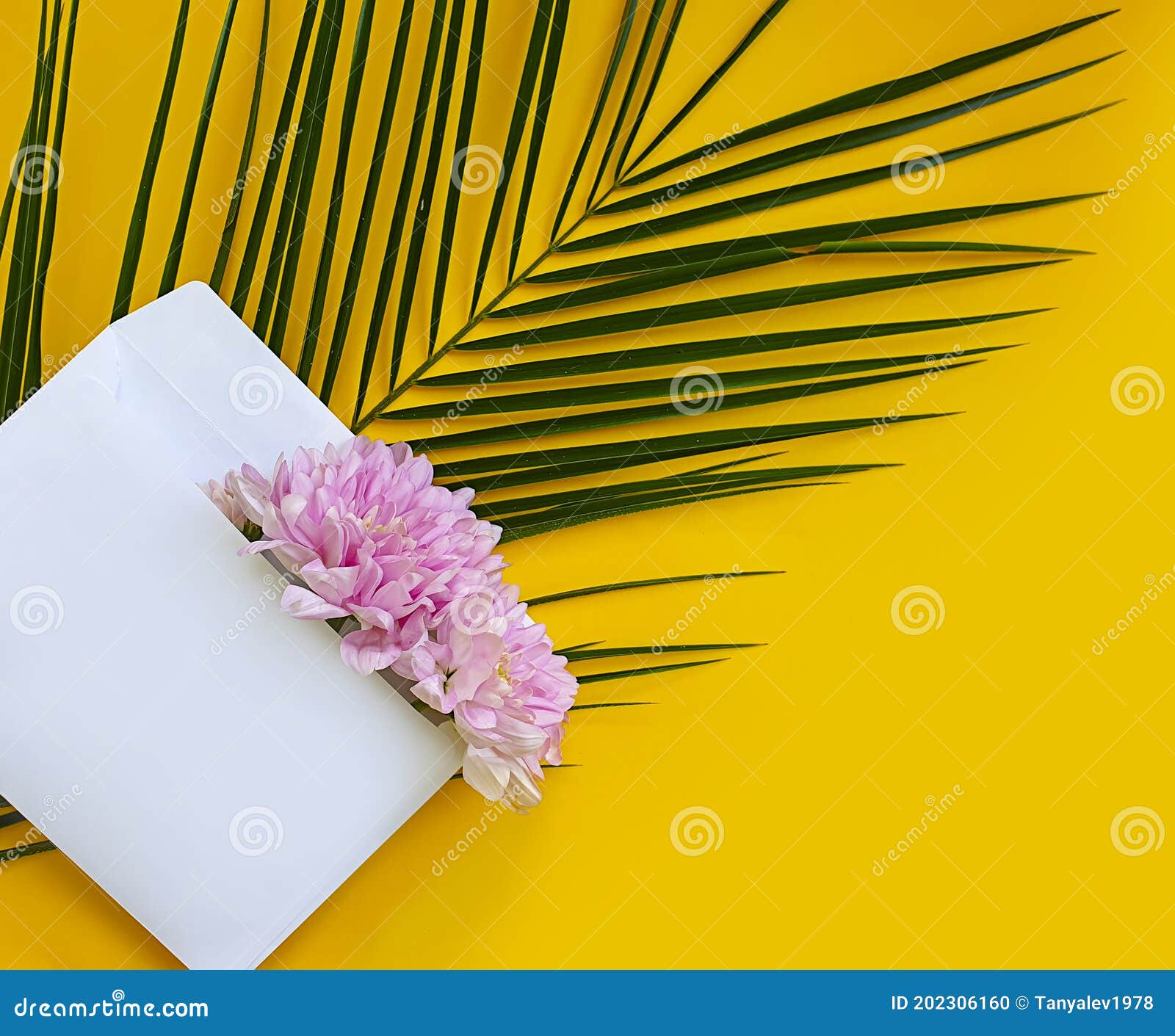 Envelope, Flower a Colored Background Stock Photo - Image of flat ...
