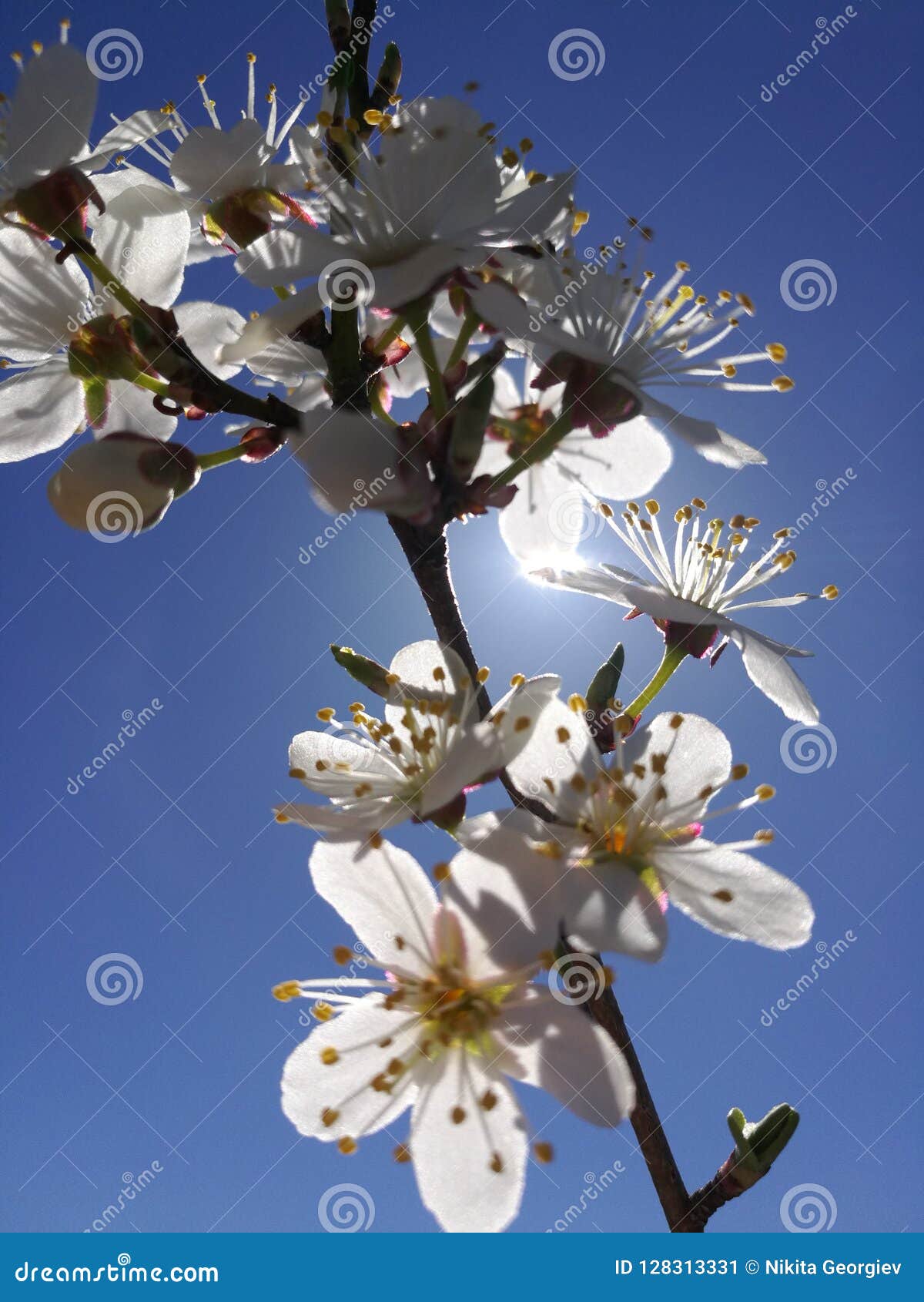 Enveloping light stock image. Image of tree, bright - 128313331