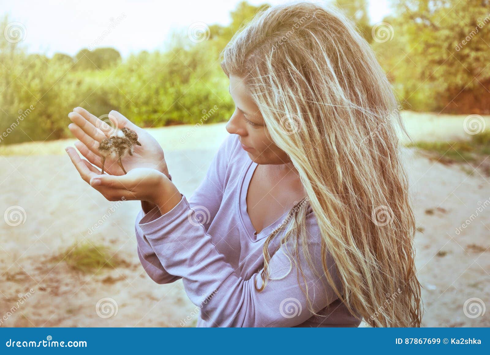 Enviroment Protection. Chick Gulls in the Hands of Women Stock Image ...