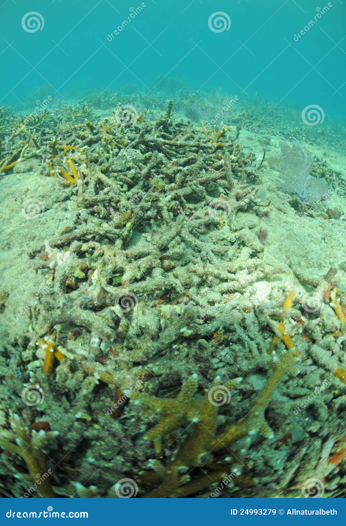Dead Coral Reefs And Rock Gravels At Koh Kham Sattahip Stock Photo ...