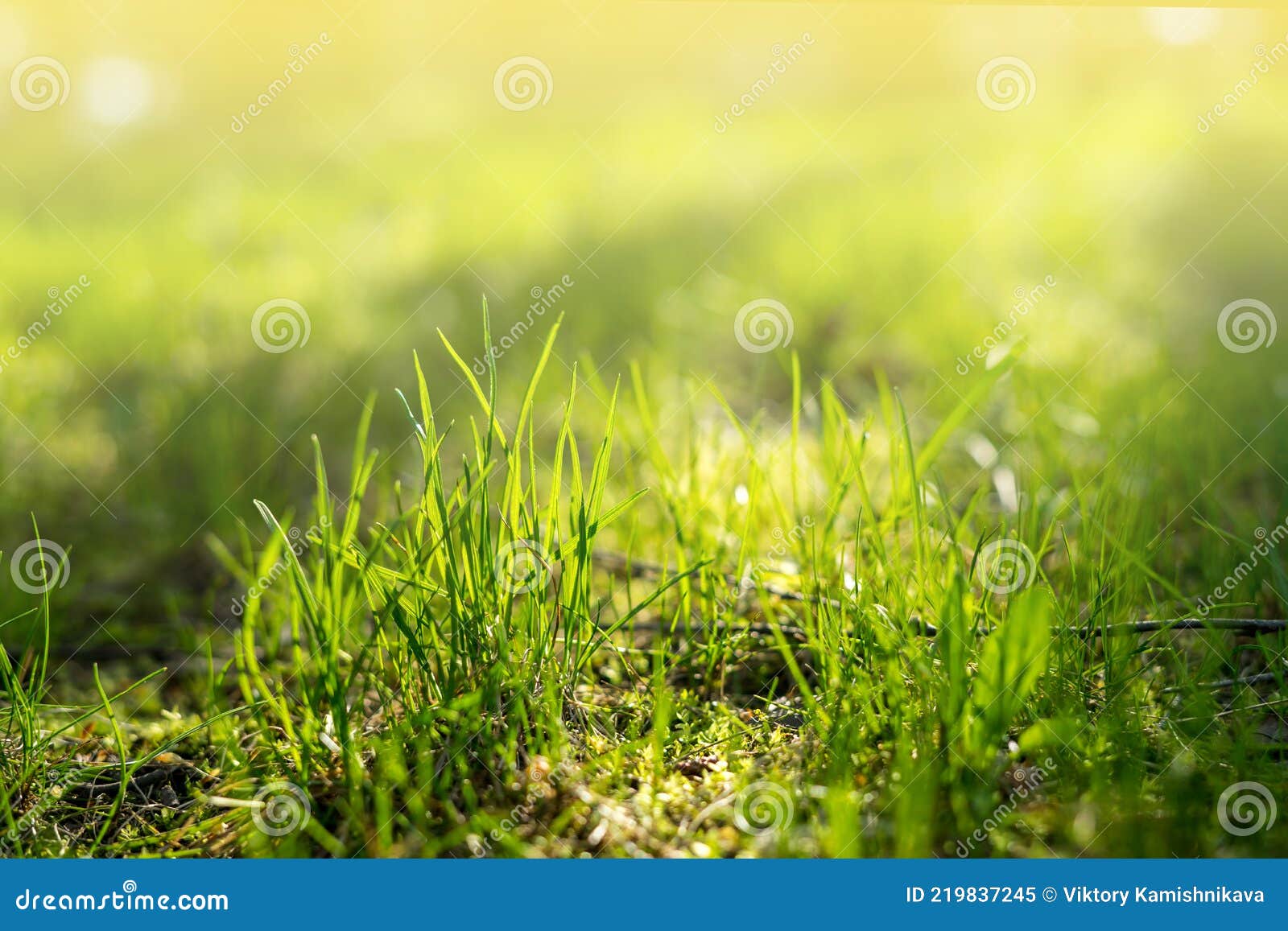 Green Grass with Sunlight. stock image. Image of lawn - 219837245