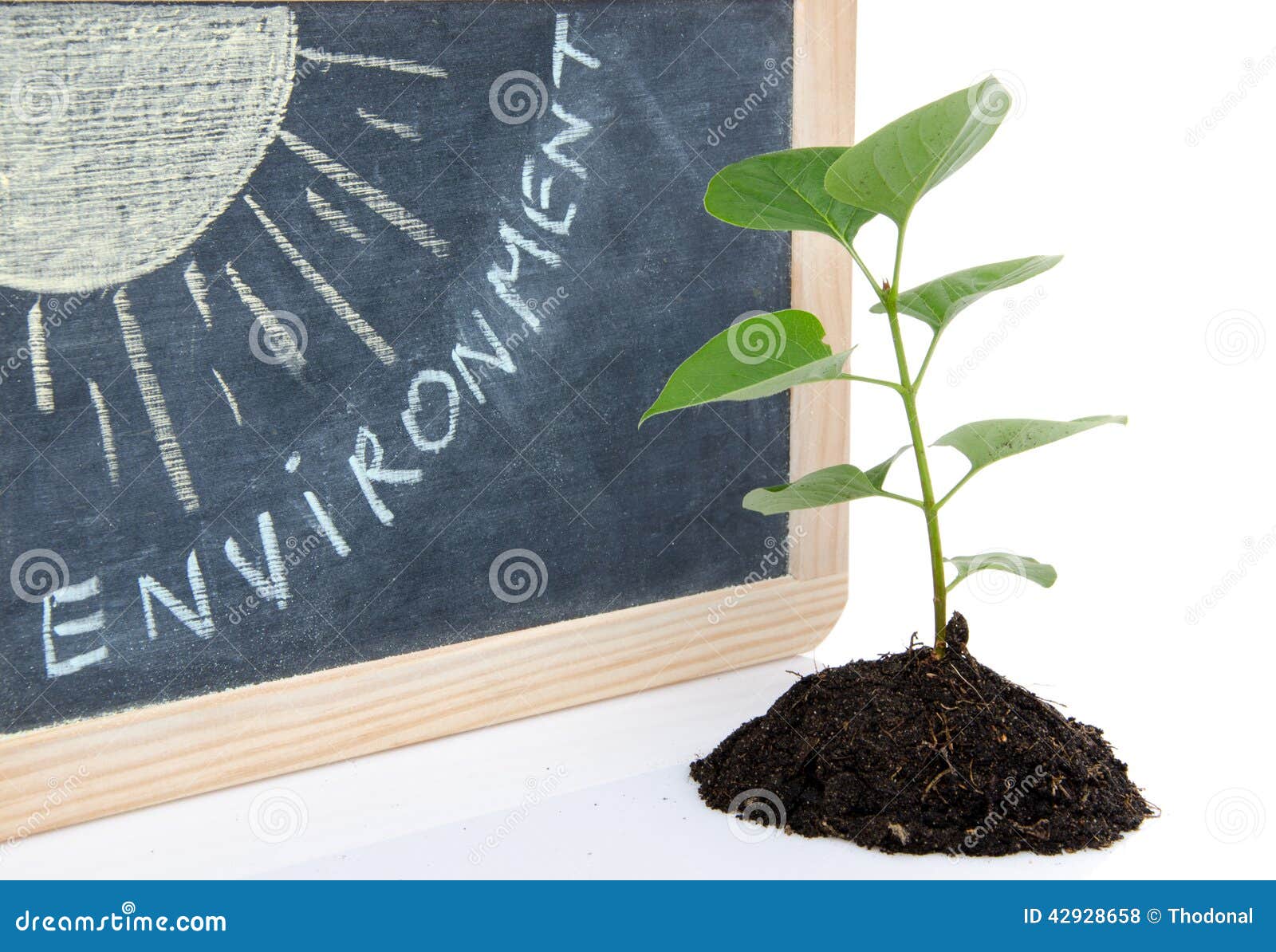 Environment Concept with a Green Small Plant and the Sun Stock Photo ...