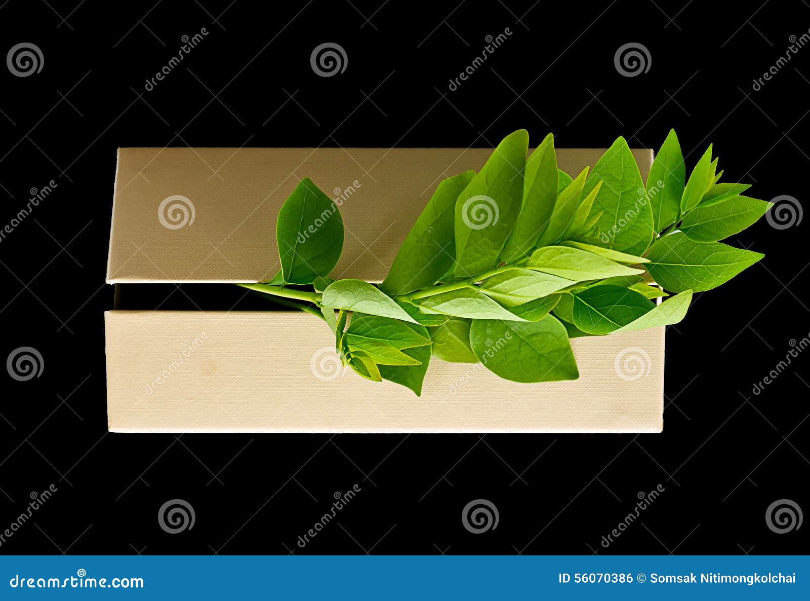 Environment Concept : Leaves Come Out from Boxes Isolated from B Stock ...