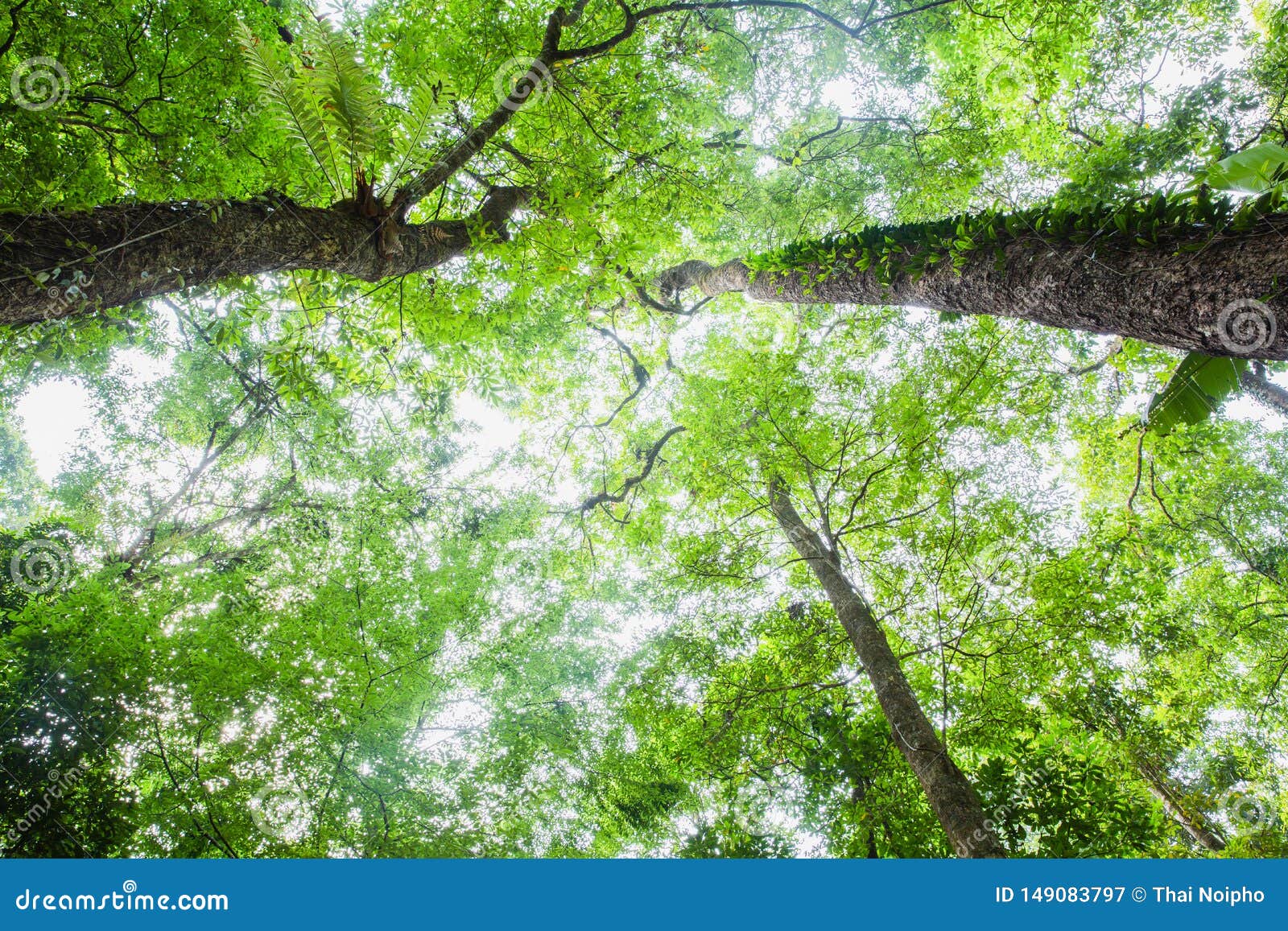 Environment Concept. Spring Sun Shining through Canopy of Tall Trees ...