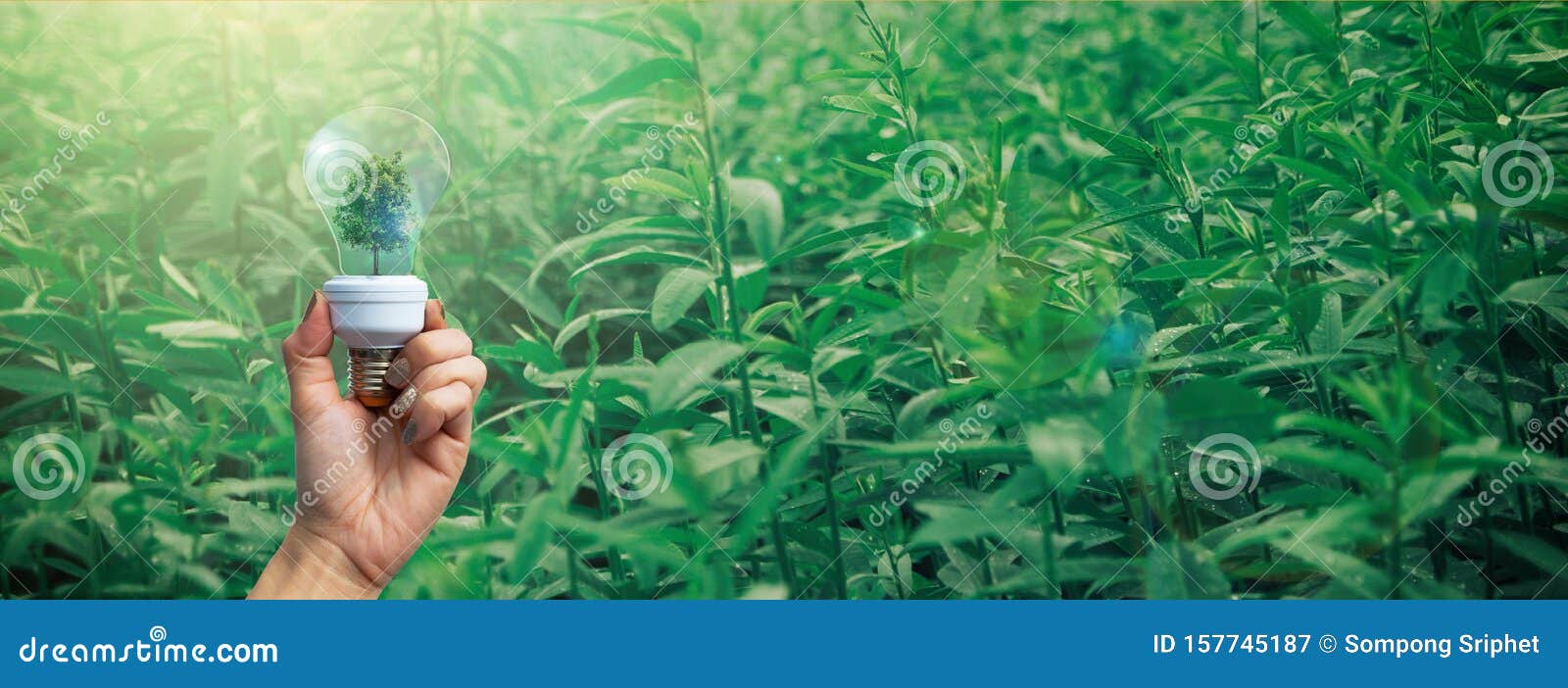 Environment and Ecological Concepts Tree Stock Image - Image of ...