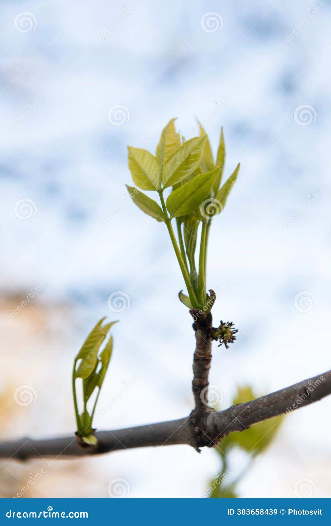 Environment and Ecology. Spring Leaf Bud in Nature. Spring Leaf Symbol ...
