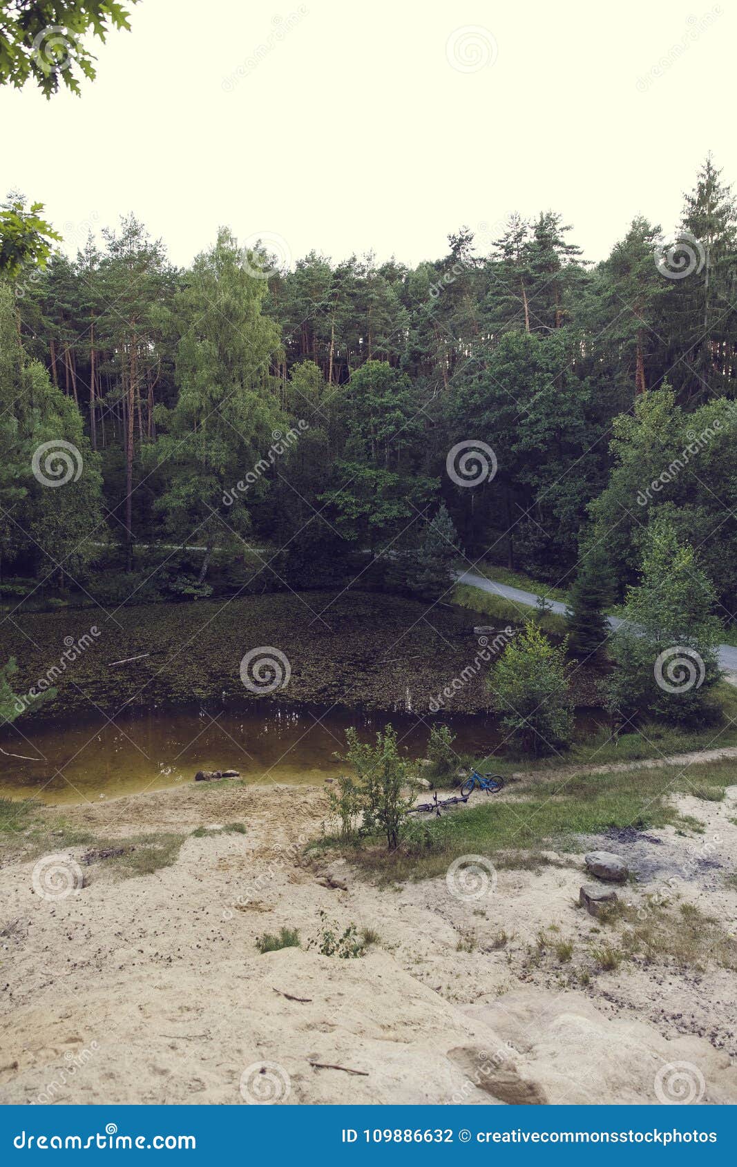 Environment, Evergreen, Forest Picture. Image: 109886632