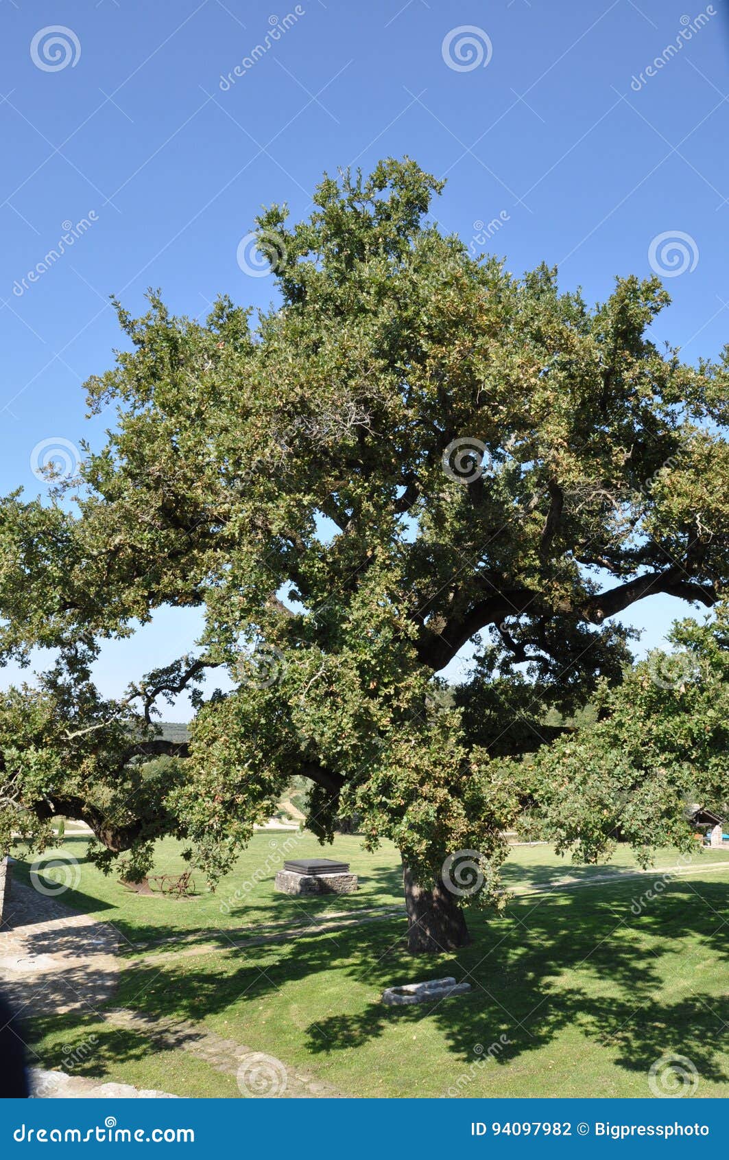 Environment Green Leafy Oak Tree in Nature Greenplanet Stock Photo ...