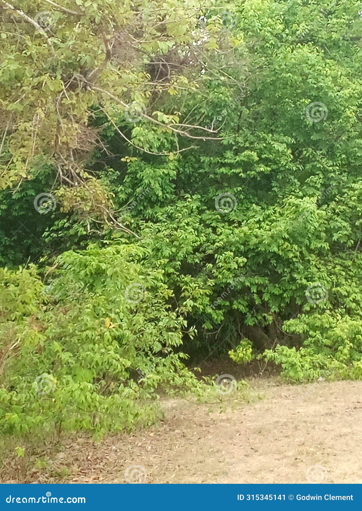 Environment Green Riverside Leaves Stock Image - Image of leave, leaves ...