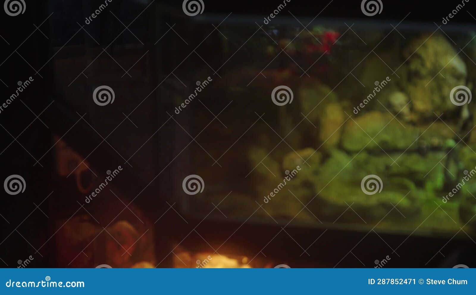 Environment and Layout of Grass Tanks for Cold-blooded Reptiles Stock ...