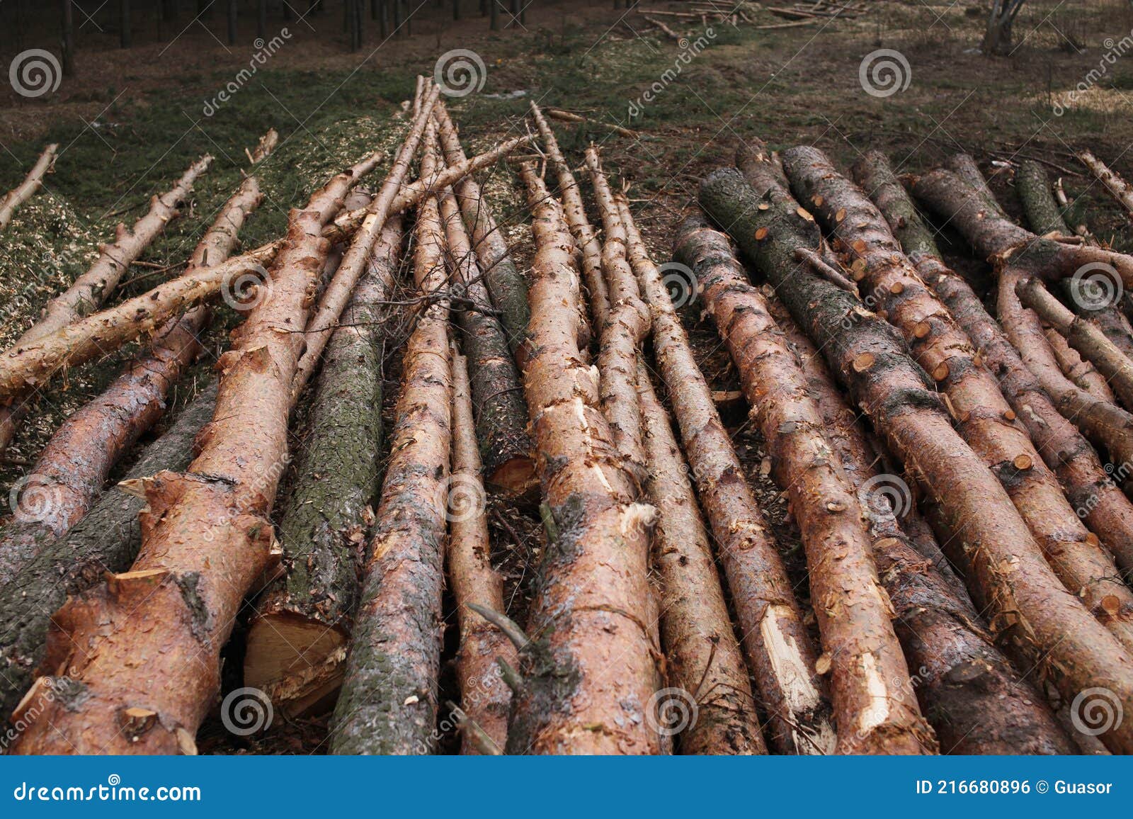 Environment, Nature and Deforestation - Cutting Down and Felling of ...