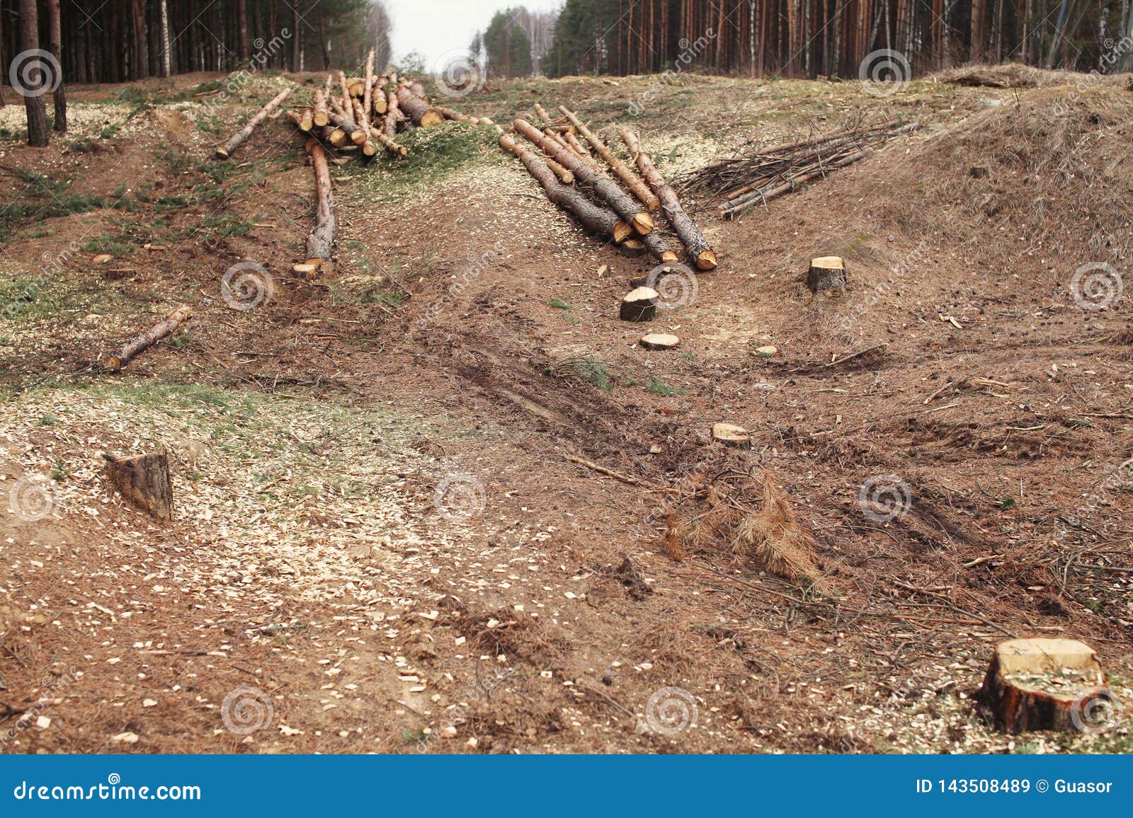 Environment, Nature and Deforestation Forest - Felled Trees Stock Image ...