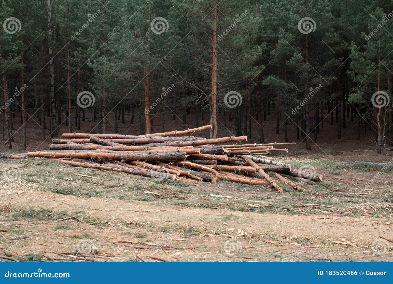 Environment, Nature and Deforestation Forest - Felling of Trees Stock ...