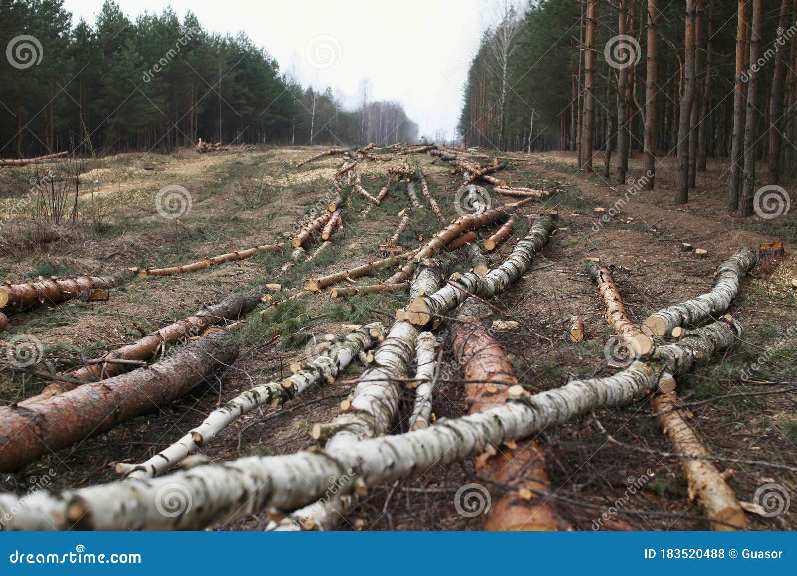 Environment, Nature and Deforestation Forest - Felling of Trees Stock ...