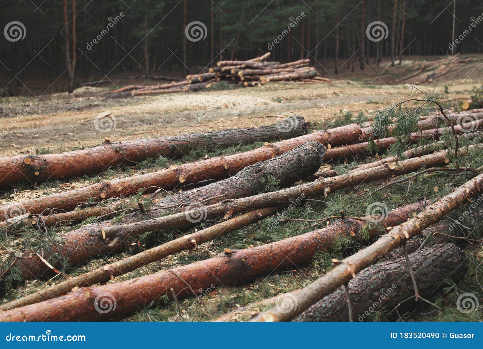 Environment, Nature and Deforestation Forest - Felling of Trees Stock ...