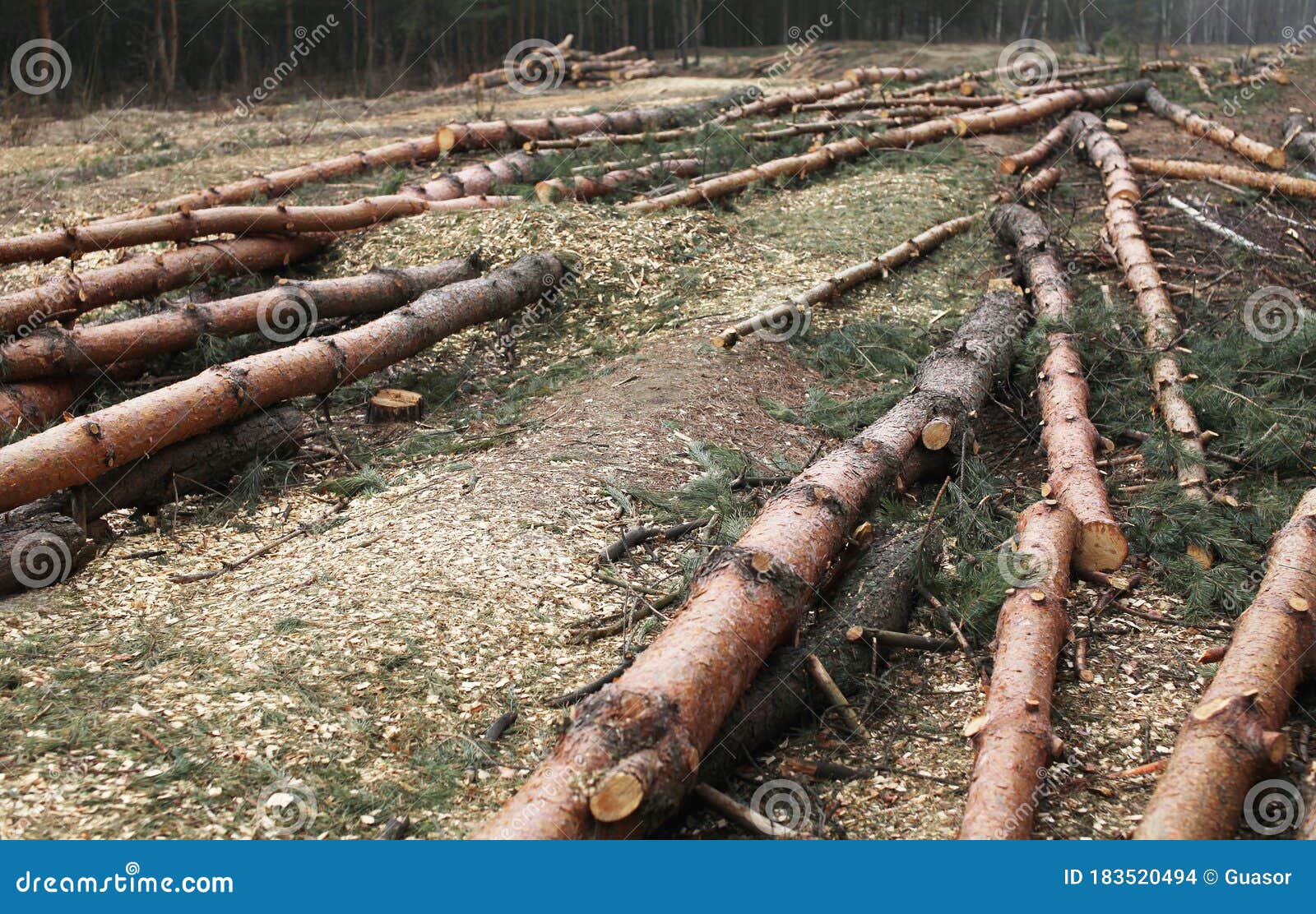 Environment, Nature and Deforestation Forest - Felling of Trees Stock ...