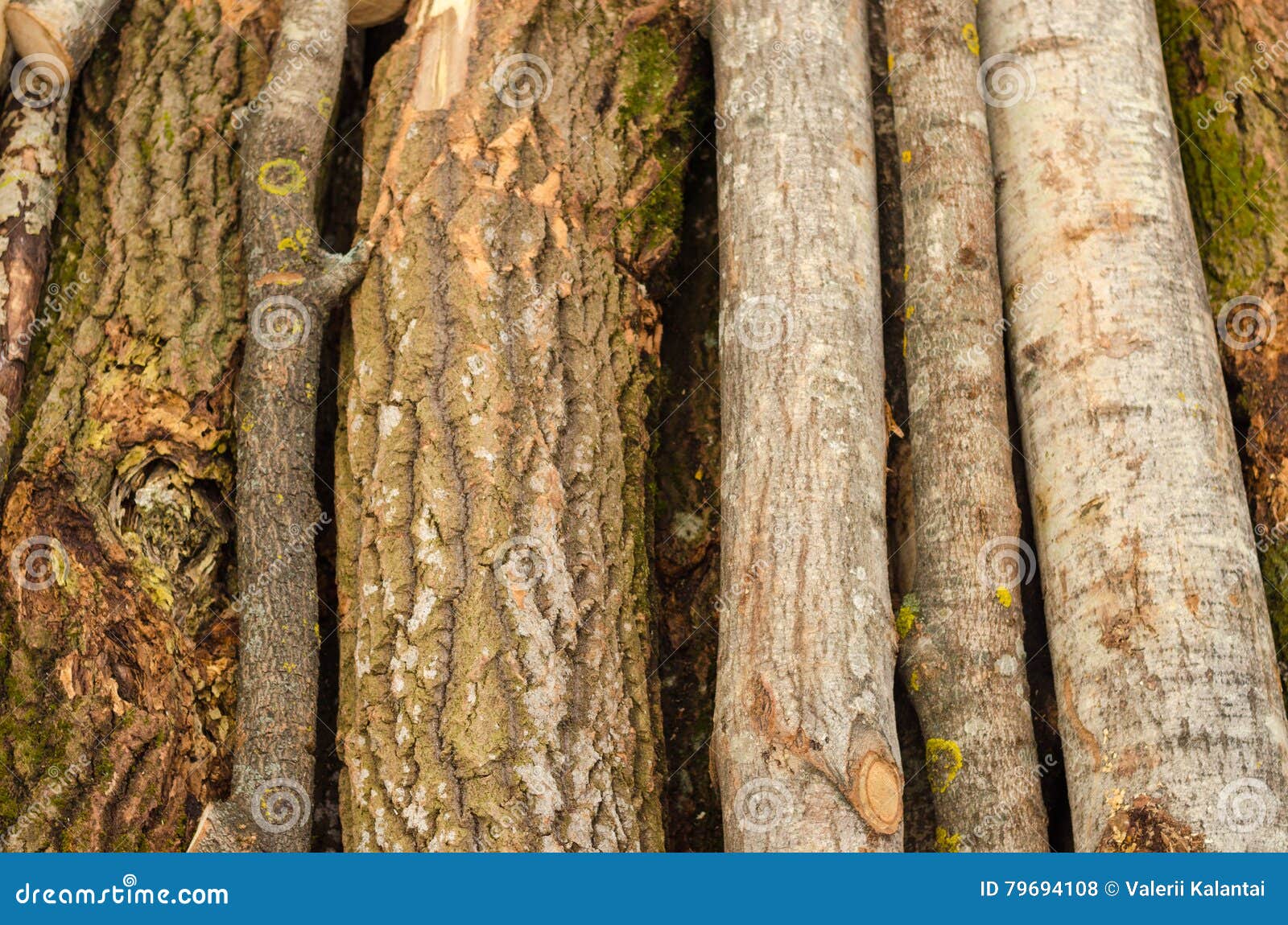 Environment, Nature and Deforestation Forest - Felling of Trees. the ...