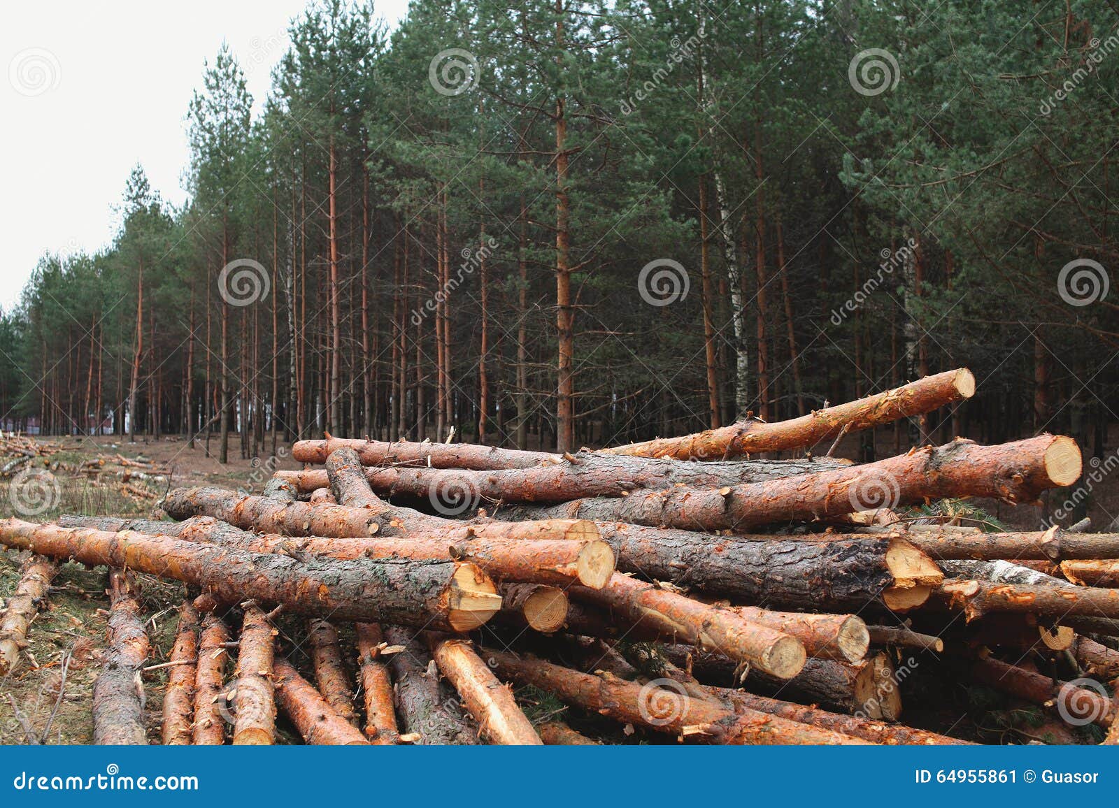 Environment, Nature and Deforestation Forest - Felling Trees in Woods ...