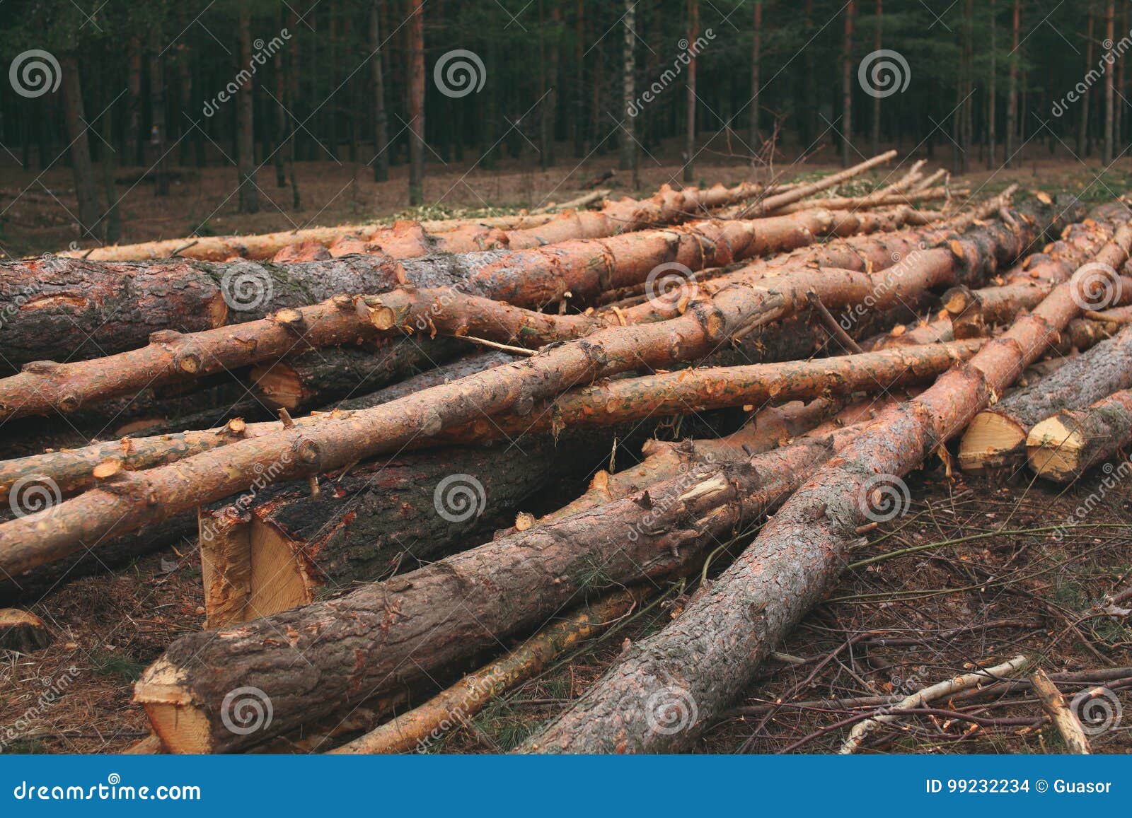 Environment, Nature and Deforestation Forest - Felling of Trees Stock ...
