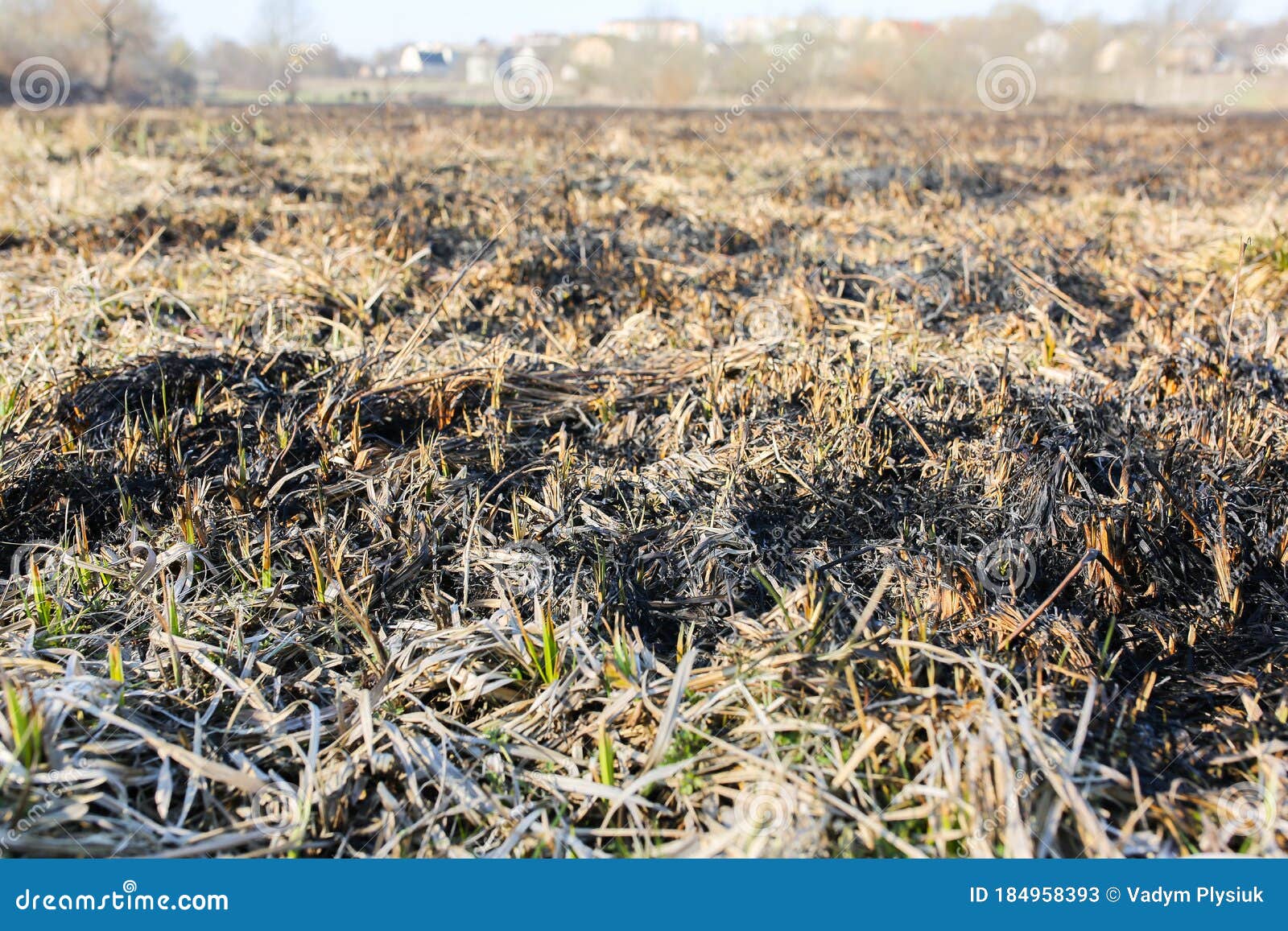 Environment Pollution. Dry and Burnt Grass Stock Image - Image of burn ...