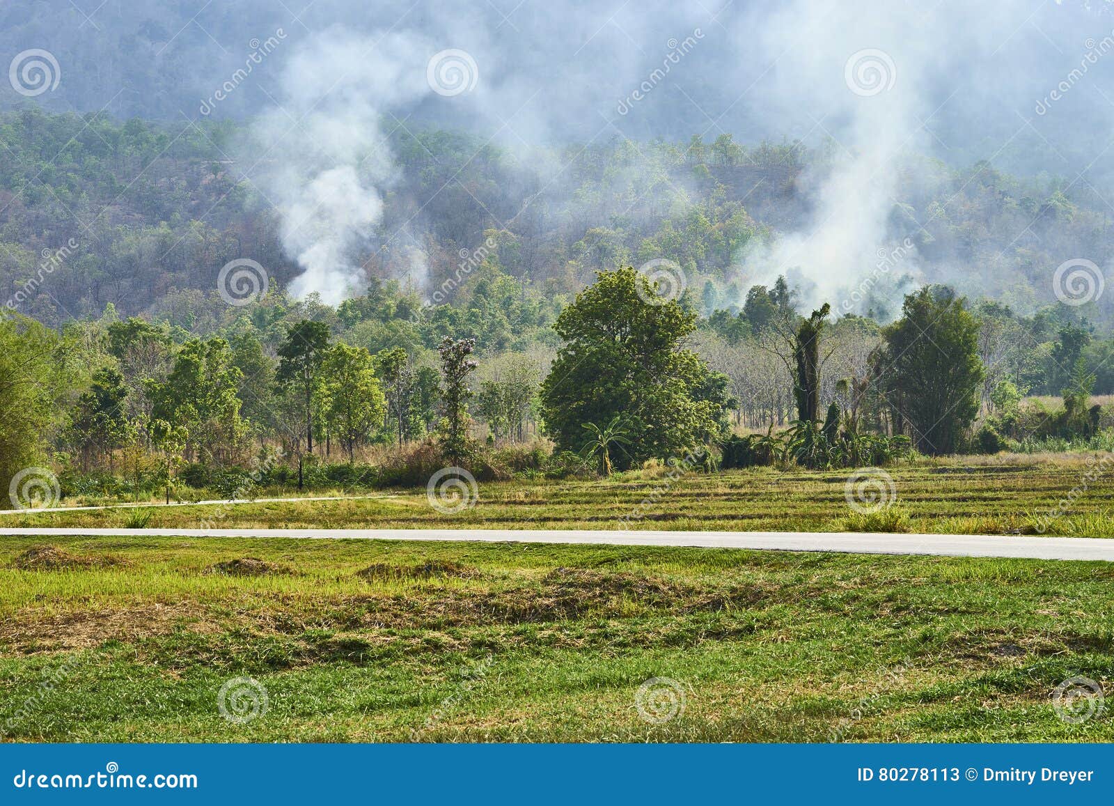 Environment Pollution Forest Fire. Stock Image - Image of disaster ...