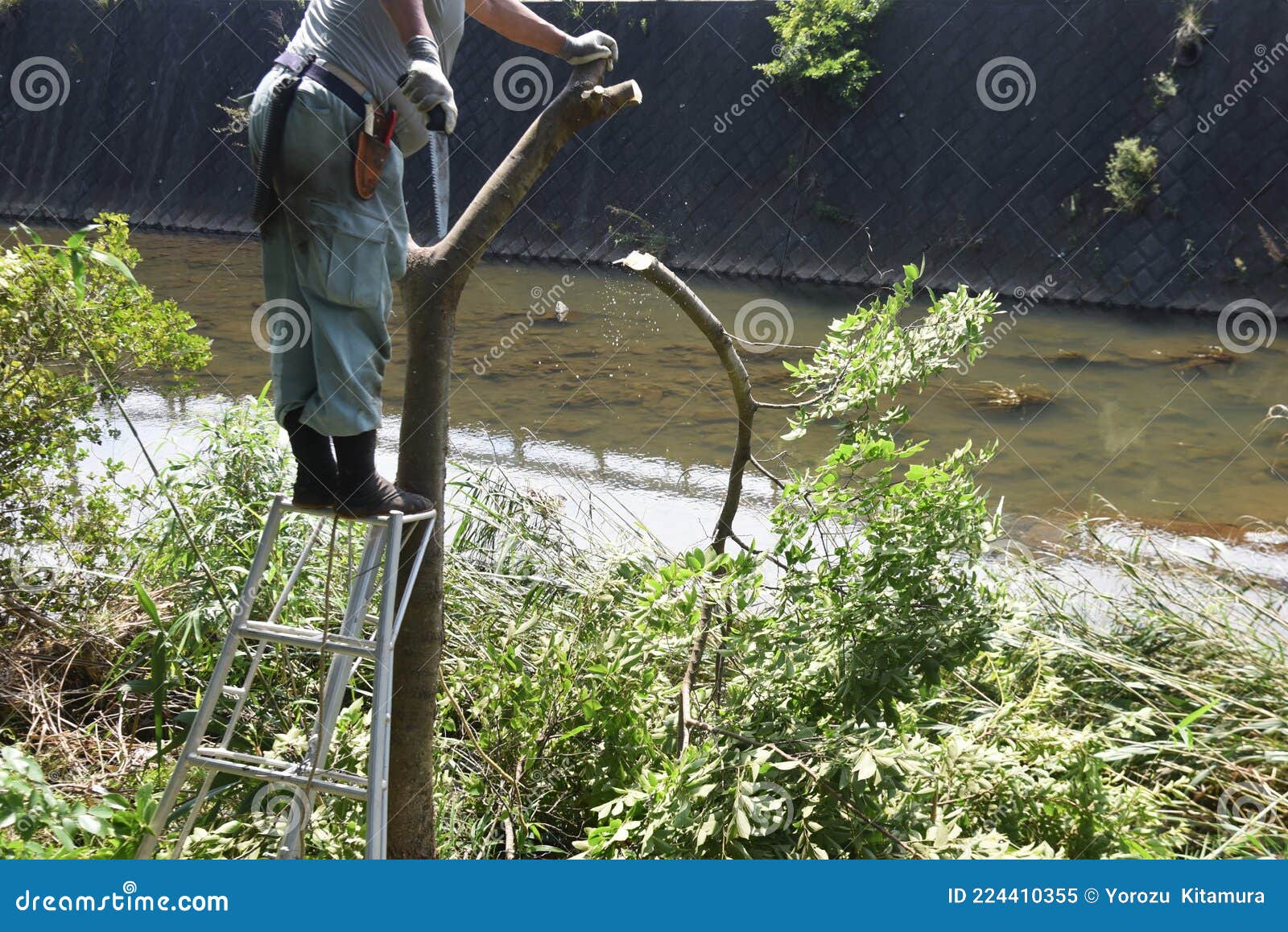 A Scene of Logging Work on the Riverbed of a Stream. Stock Image ...