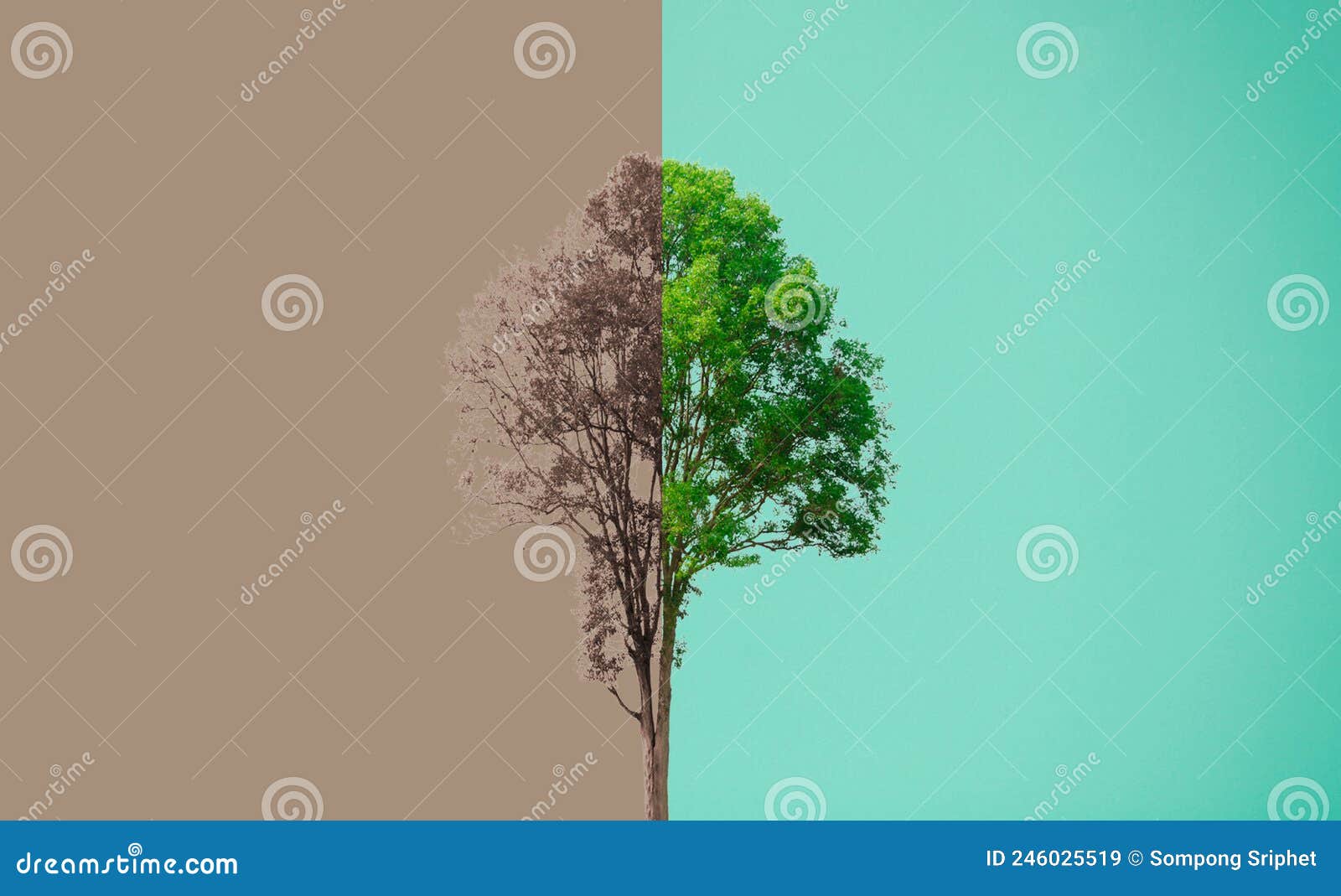 Environmental Concept Fresh and Dry Trees on Green Background Stock ...