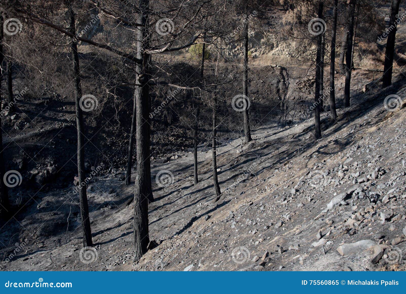 Environmental Damage with Burned Trees after Forest Fire Stock Image ...