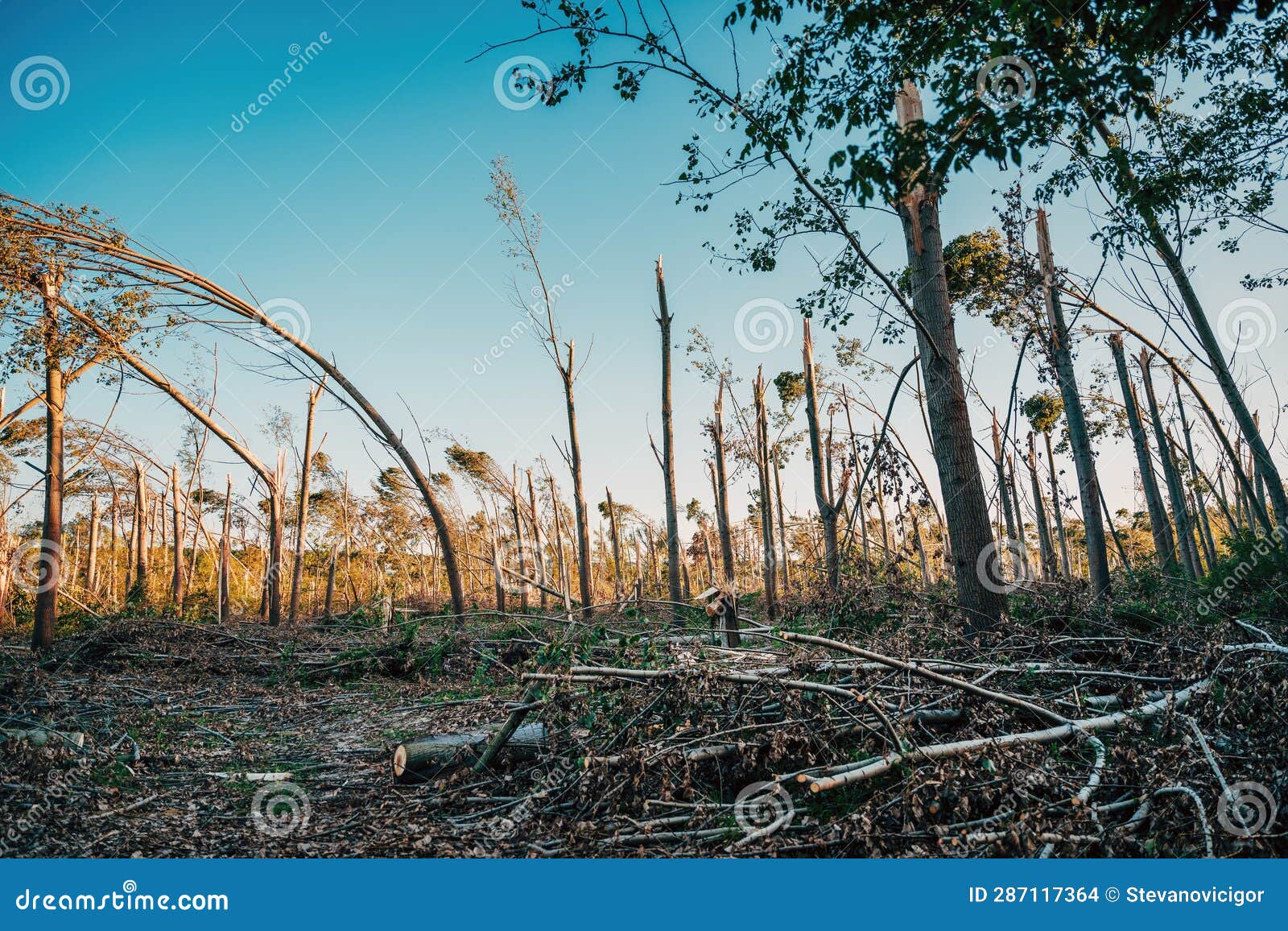 Environmental Damage, Deciduous Forest Landscape Devastated after ...