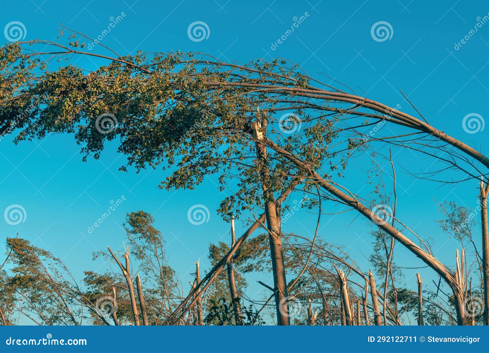 Environmental Damage, Deciduous Forest Landscape Devastated after ...