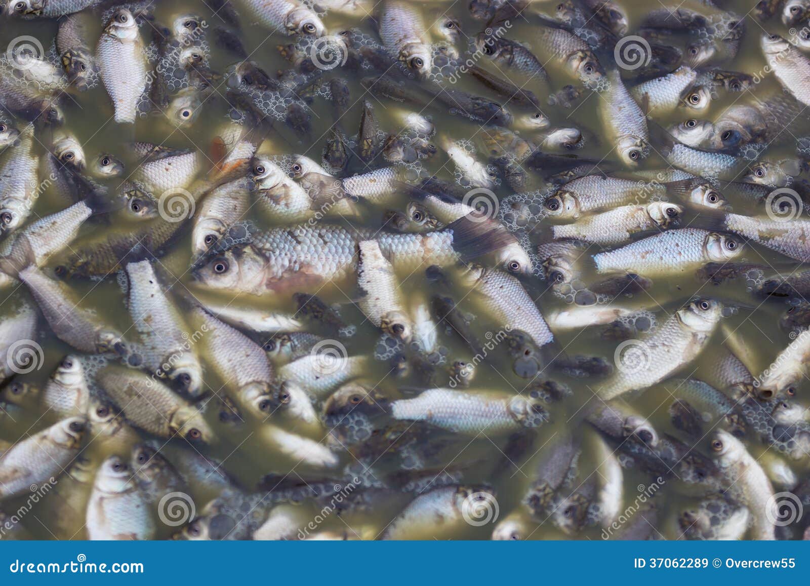 Environmental damage stock image. Image of pollution - 37062289