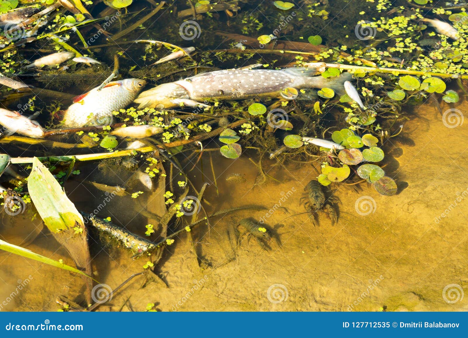 Environmental Disaster on the River. Mass Death of Fish Stock Image ...