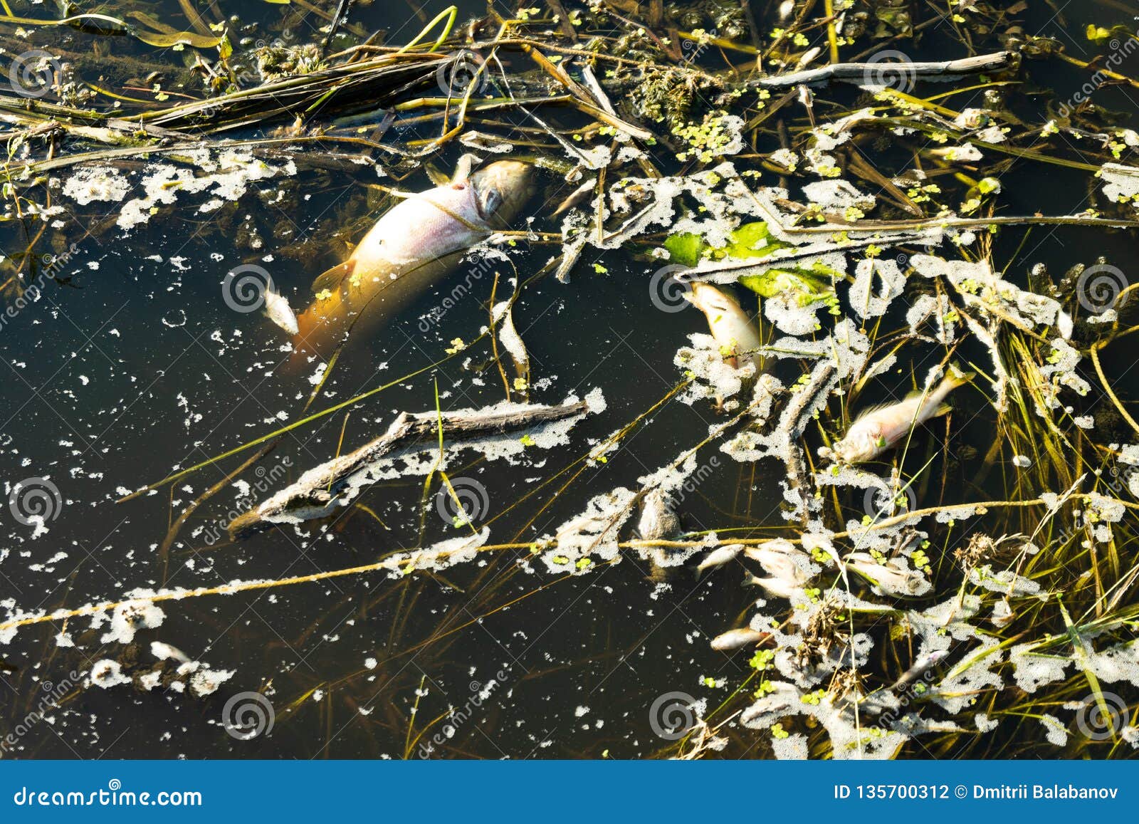 Environmental Disaster on the River. Mass Death of Fish Stock Photo ...