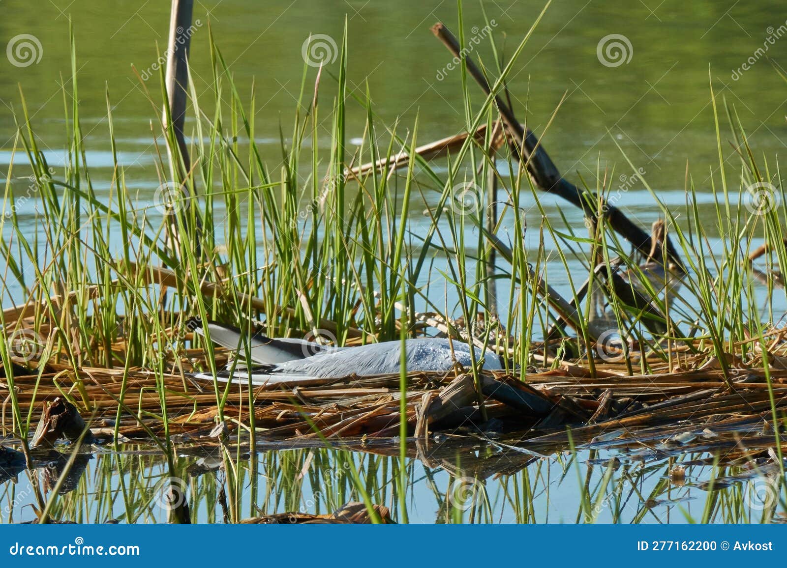 Environmental Disaster. Seagull Dies after Eating Poisoned Fish Stock ...